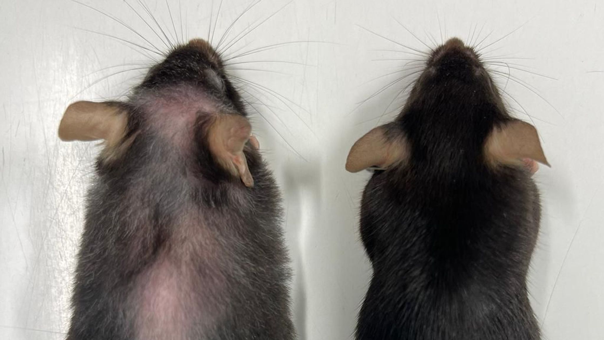 Experimental drug extends the lifespan of 'middle-aged' mice by 25% ...