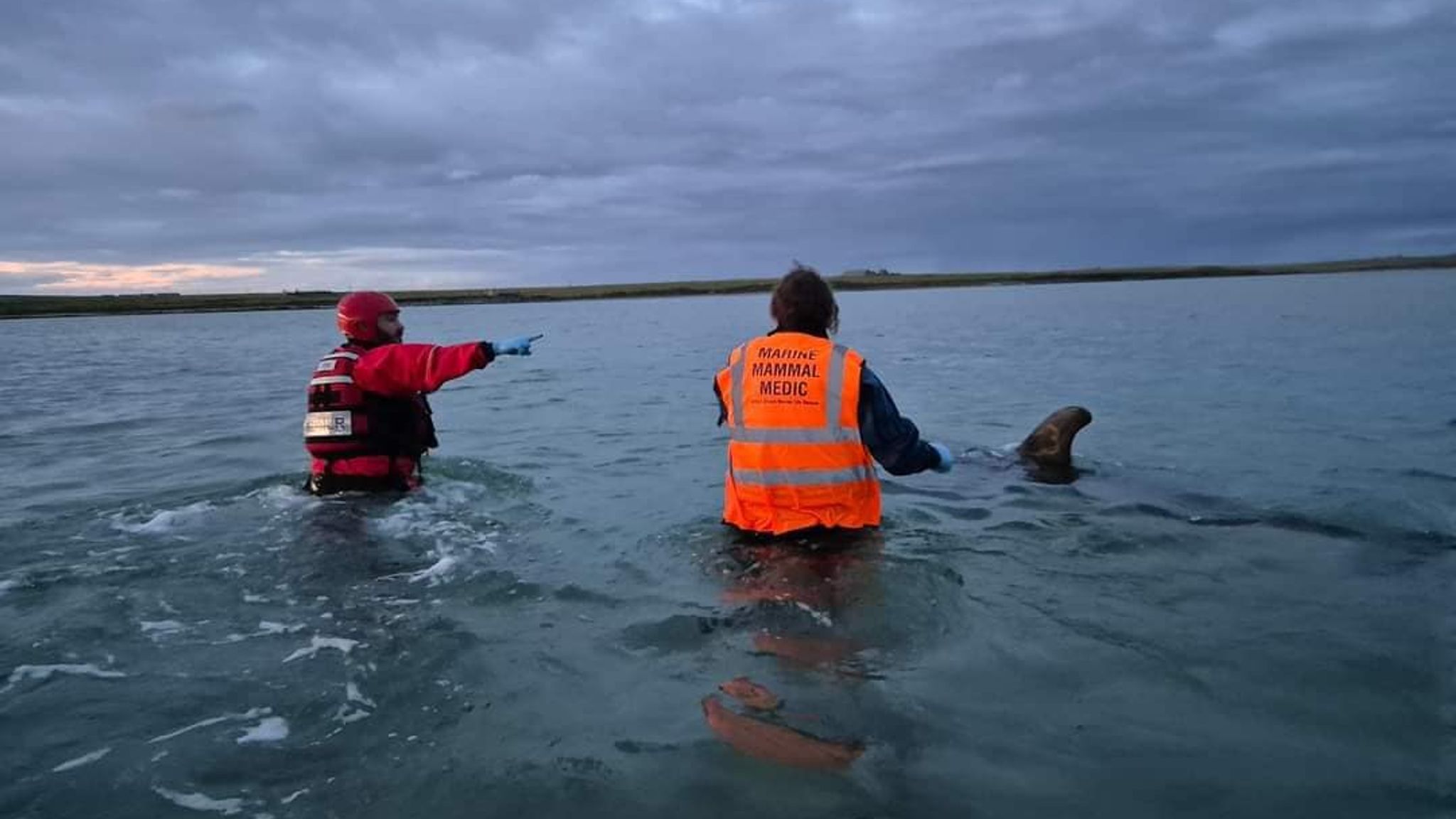 Members of the public help save stranded dolphins in Orkney | UK News ...