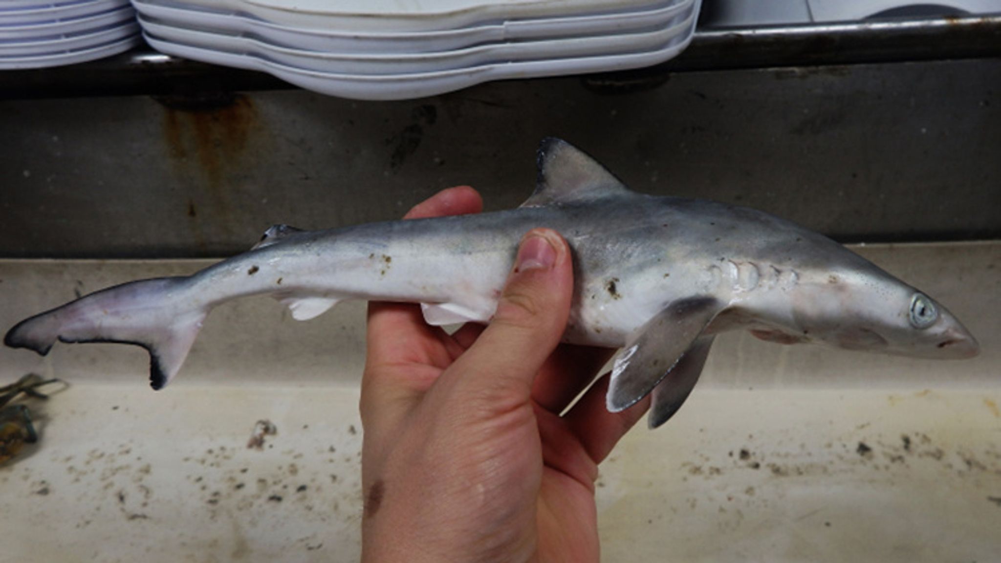 Sharks off Brazil coast test positive for cocaine | Science, Climate ...