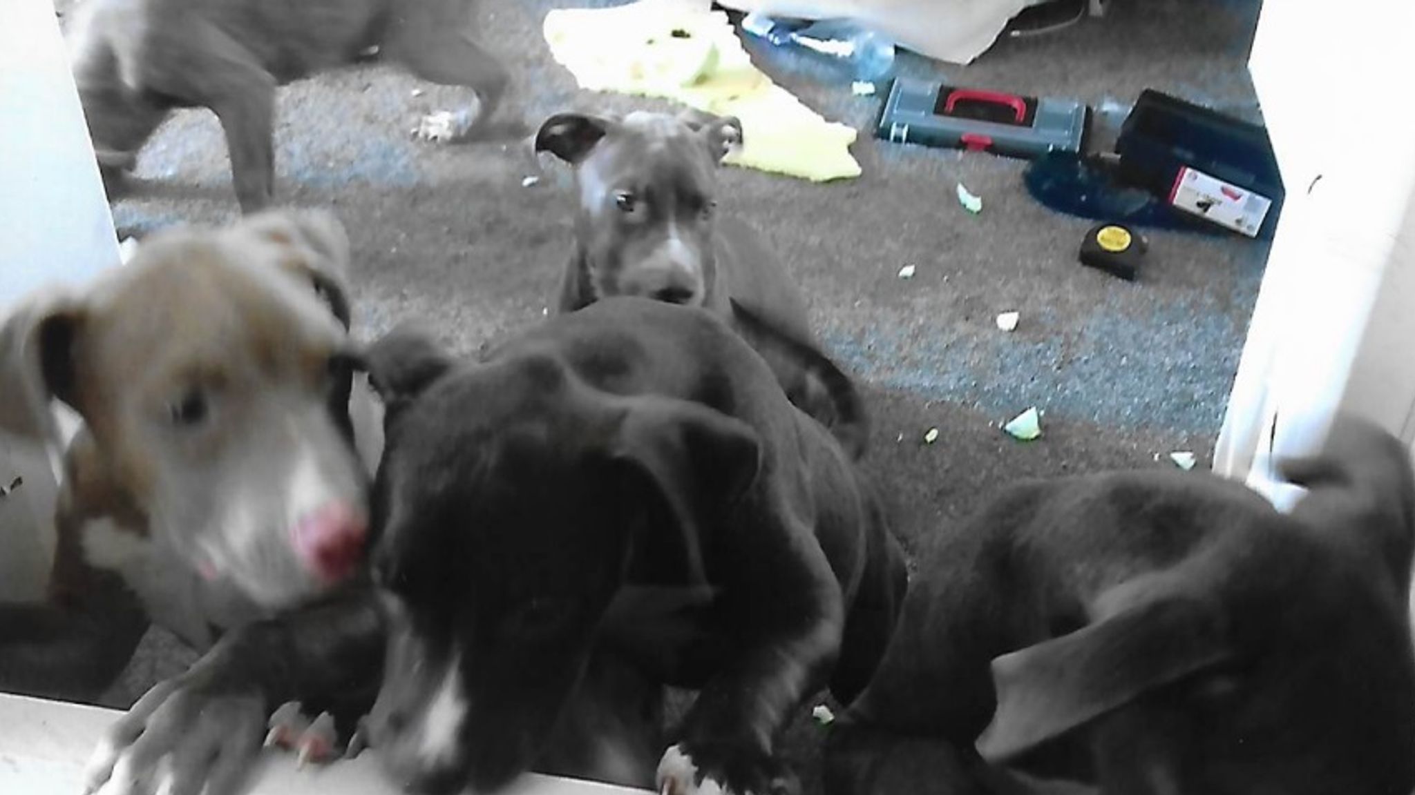 Man jailed after puppies put down in 'worst case' of dog neglect vet ...