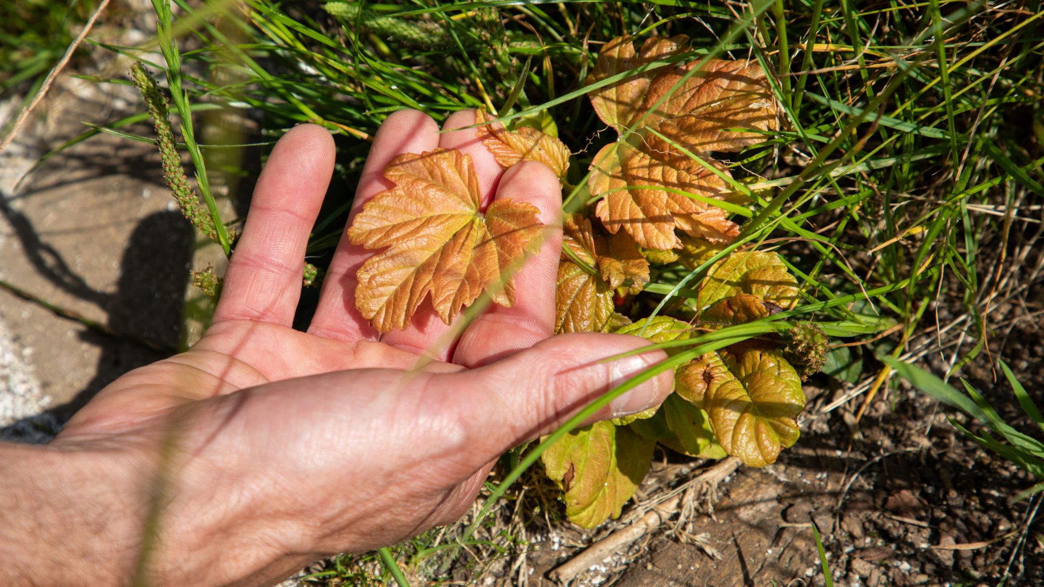 Eight new shoots emerge from Sycamore Gap stump | UK News | Sky News