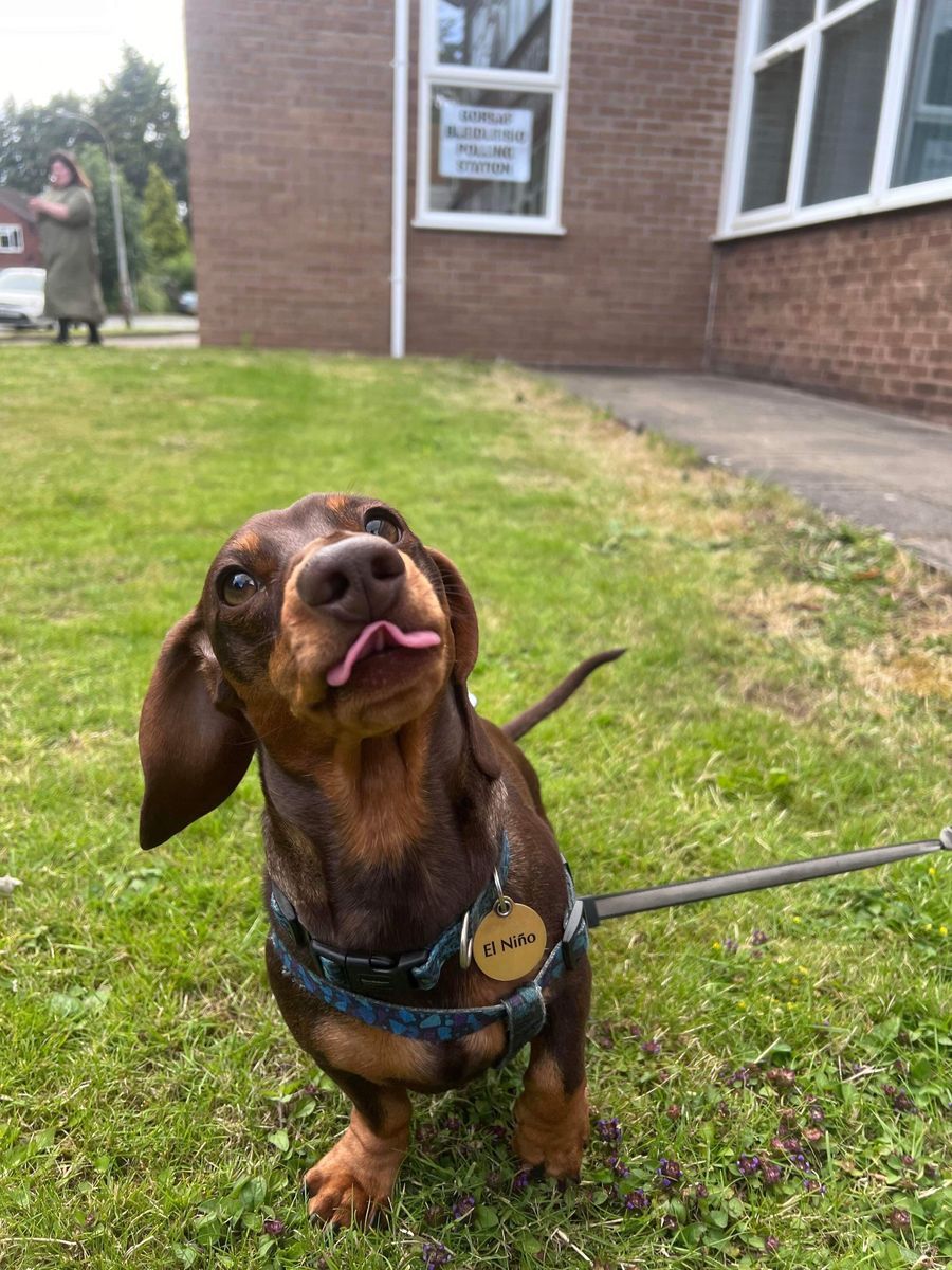Dogs at polling stations: Your best pictures as general election takes ...