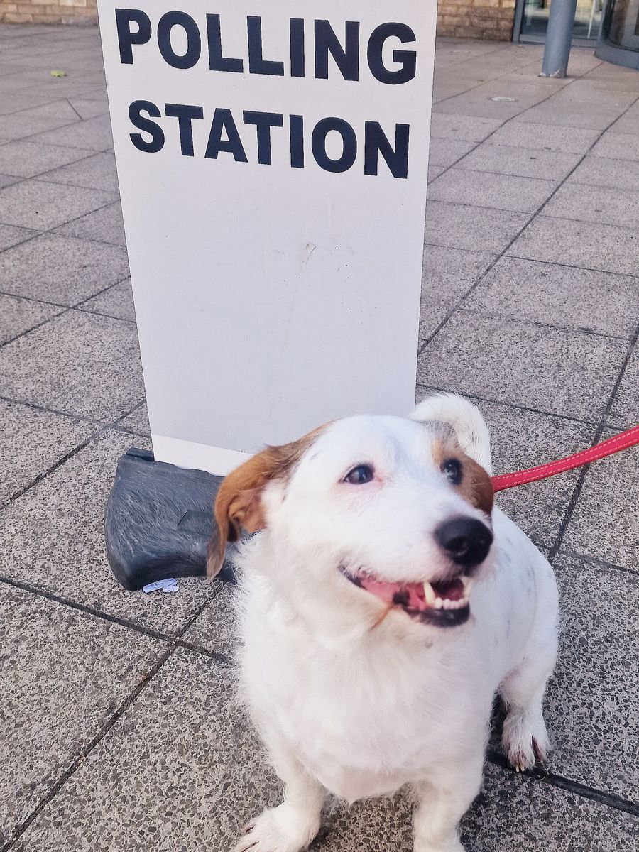 Dogs at polling stations: Your best pictures as general election takes ...