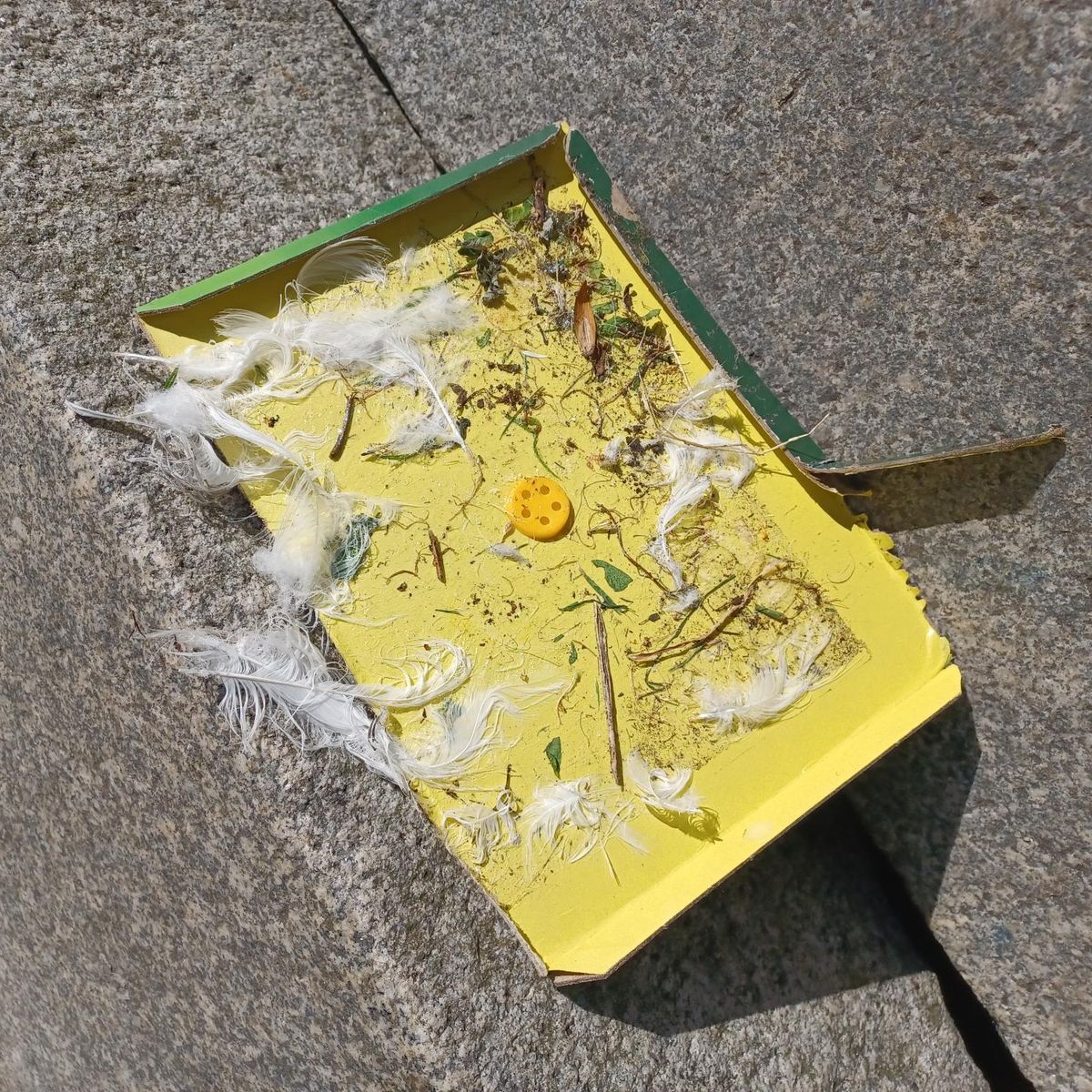 Public urged to keep an eye out for illegal snares after seagull stuck ...