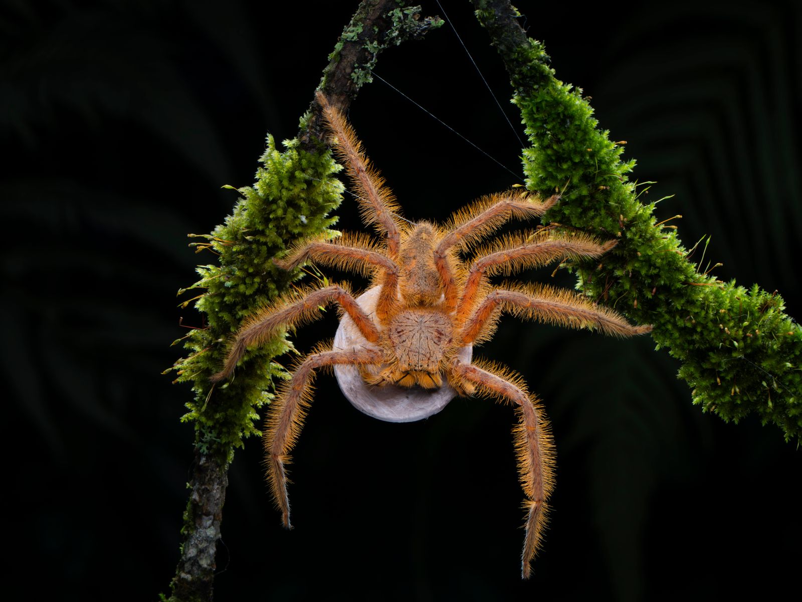 Stoats, spiders, lions and sharks among pictures competing for Wildlife ...