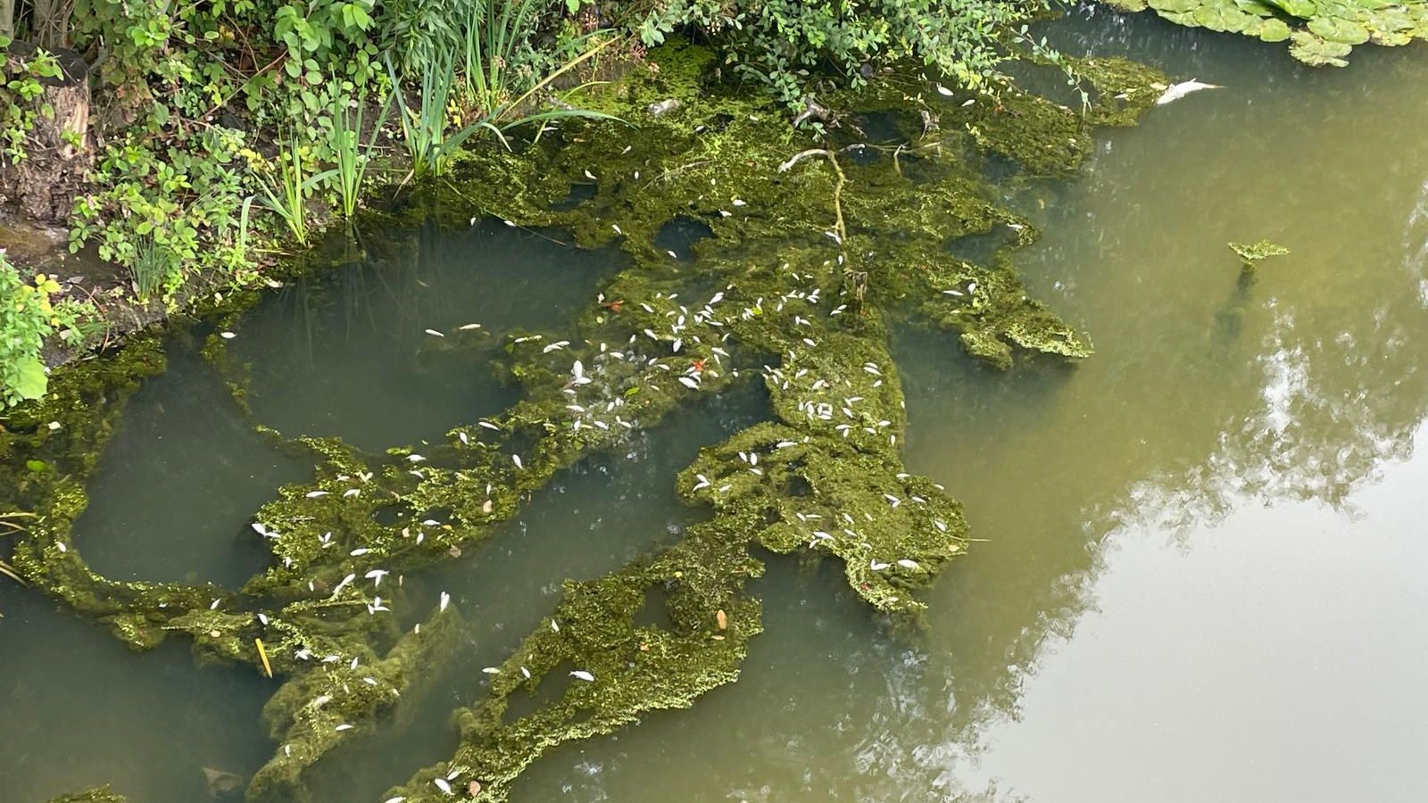 Walsall: Local company admits it is behind 'serious' chemical spill as ...