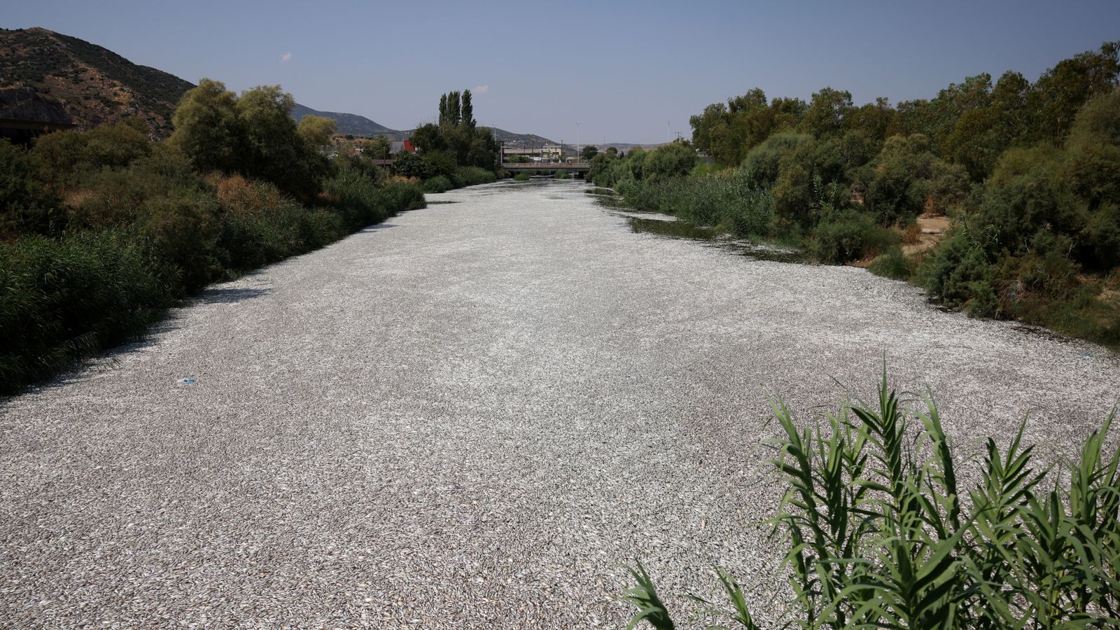 Dead fish blanket Greek tourist port of Volos after flooding | World ...