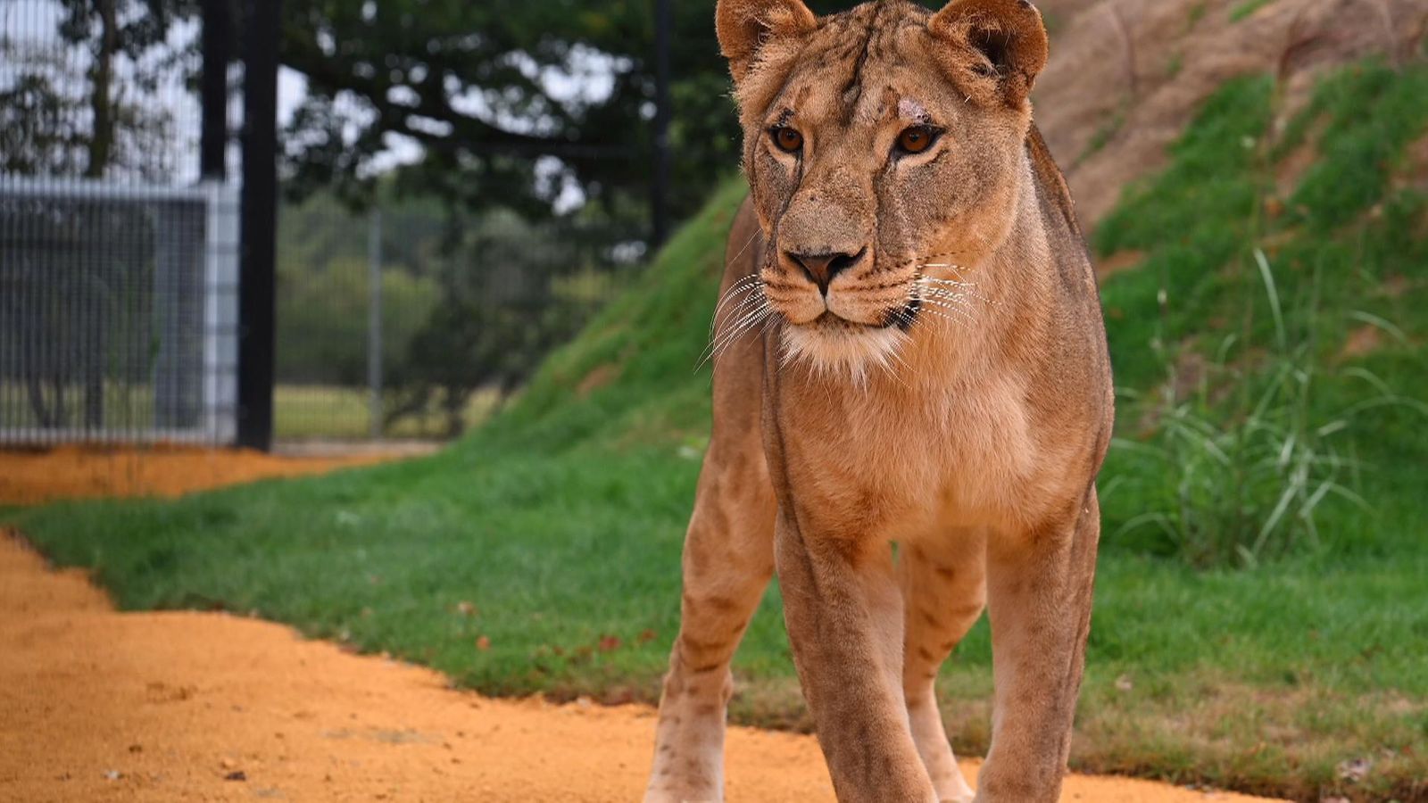 Lioness rescued from Ukraine walks on grass for first time since war ...