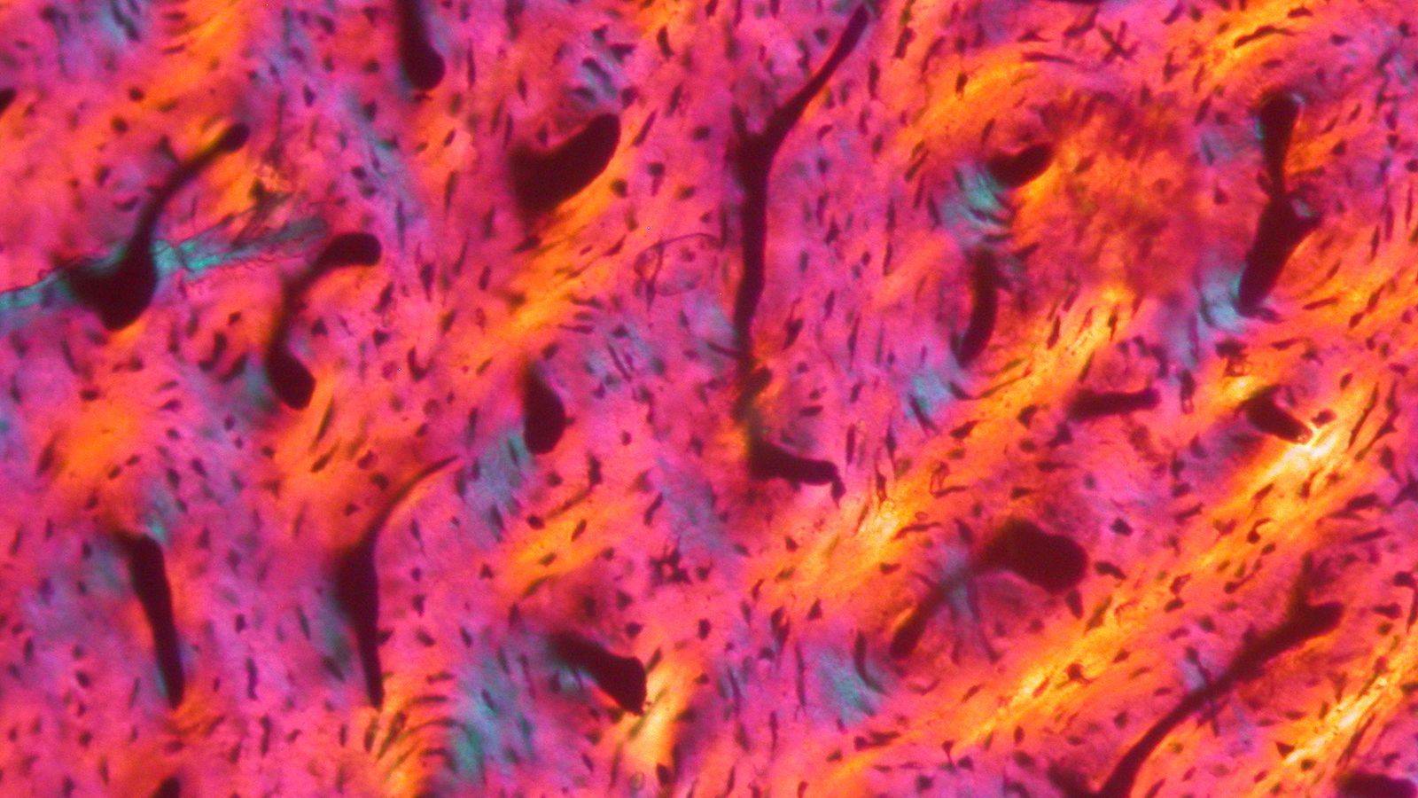 Science in pictures: Whale sharks, birds, coral and wasps win ...