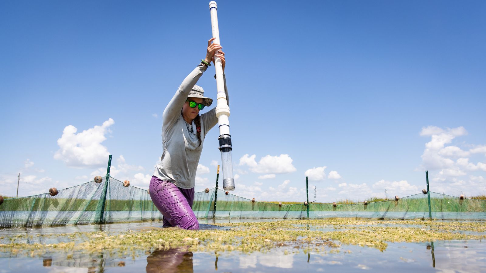 Science in pictures: Whale sharks, birds, coral and wasps win ...