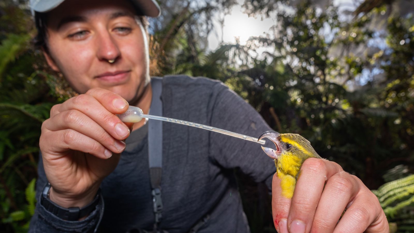 Science in pictures: Whale sharks, birds, coral and wasps win ...