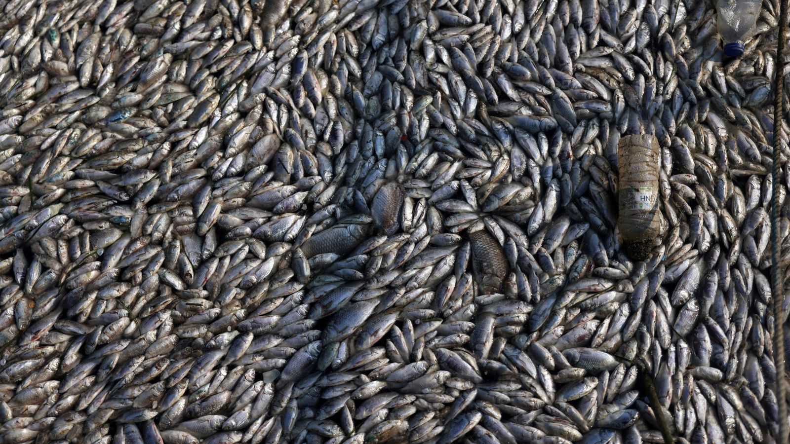 Dead fish blanket Greek tourist port of Volos after flooding | World ...