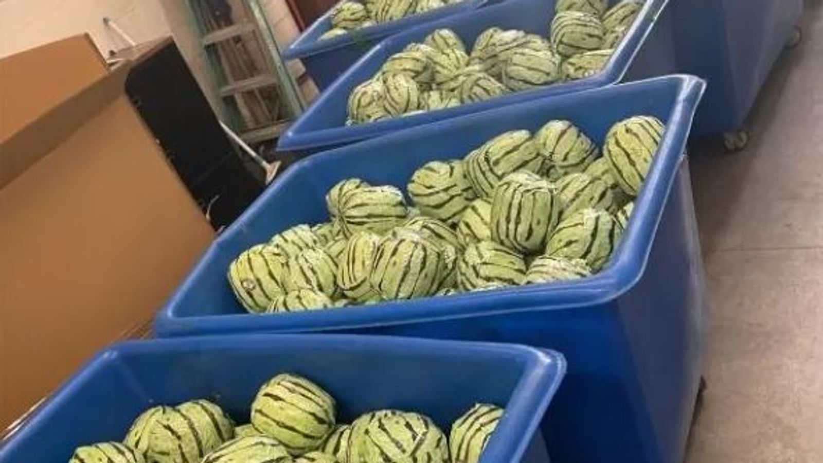 More than $5m worth of crystal meth found disguised as watermelons in ...