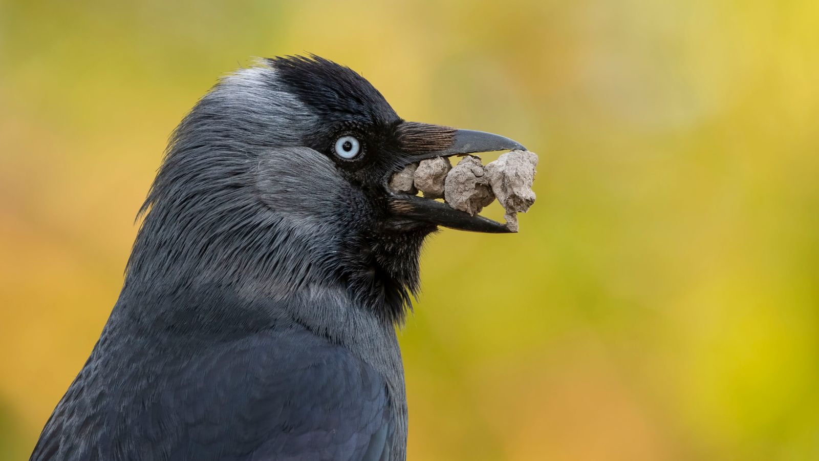 Stoats, spiders, lions and sharks among pictures competing for Wildlife ...