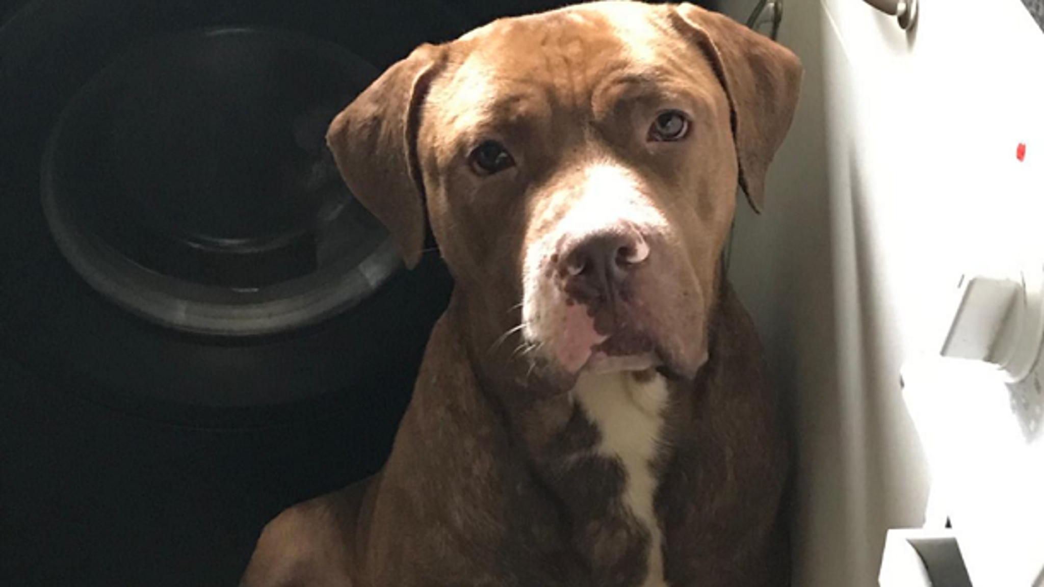 Rubery dog attack: Two dogs seized after man found dead in back garden | UK News | Sky News