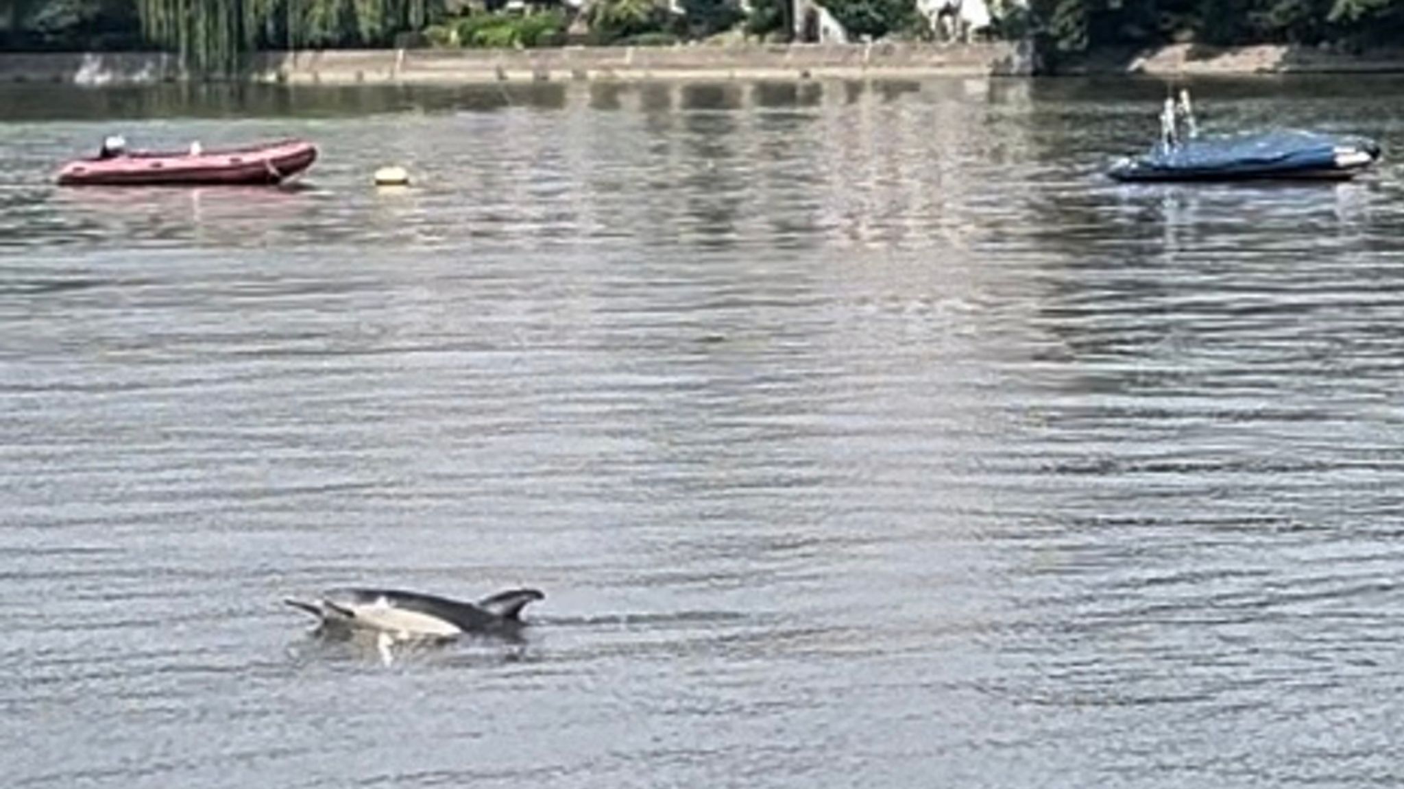 Two dolphins found dead on the bank of River Thames | UK News | Sky News