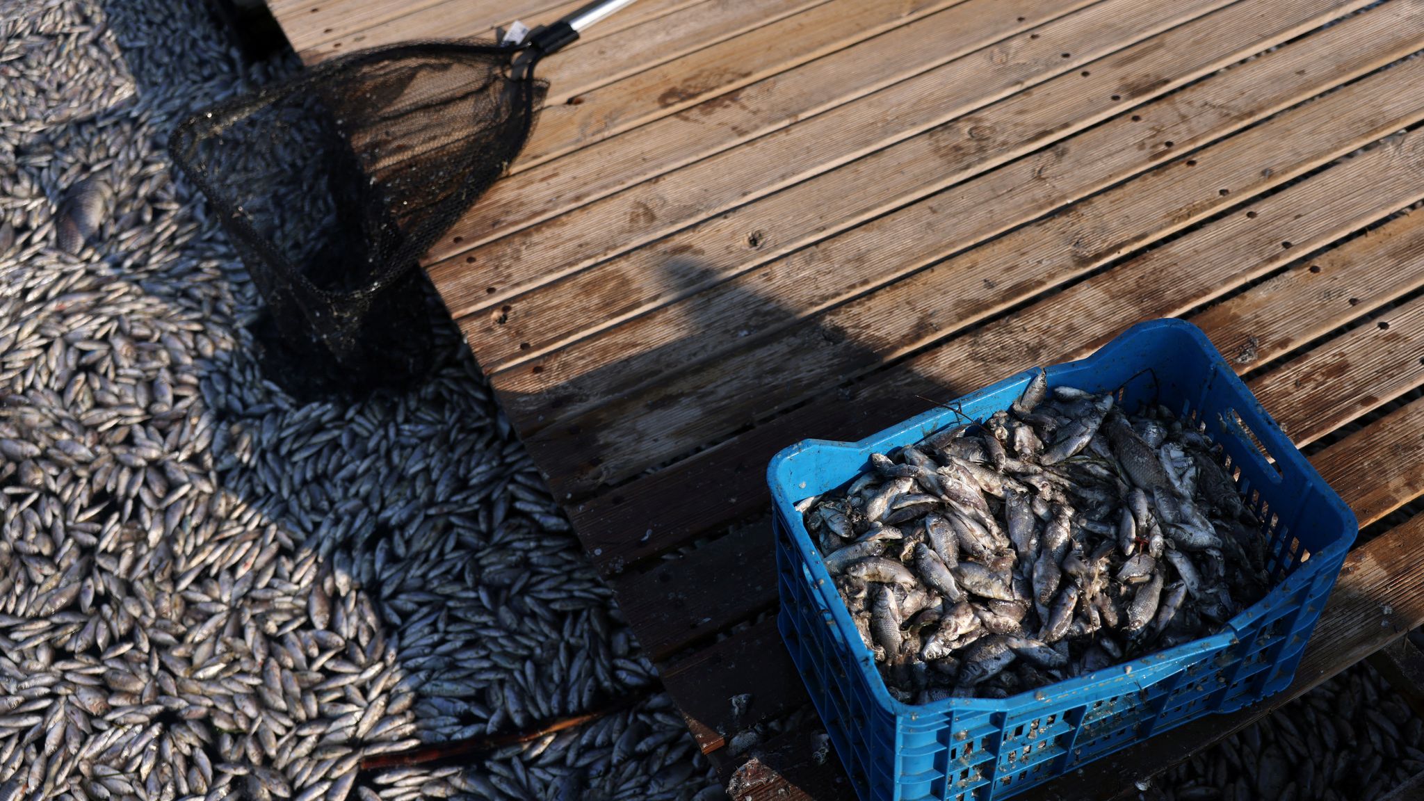 Dead fish blanket Greek tourist port of Volos after flooding | World ...