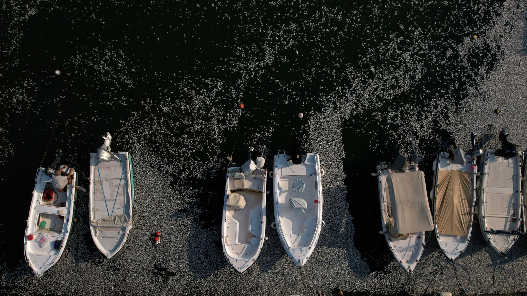 Dead fish blanket Greek tourist port of Volos after flooding | World ...