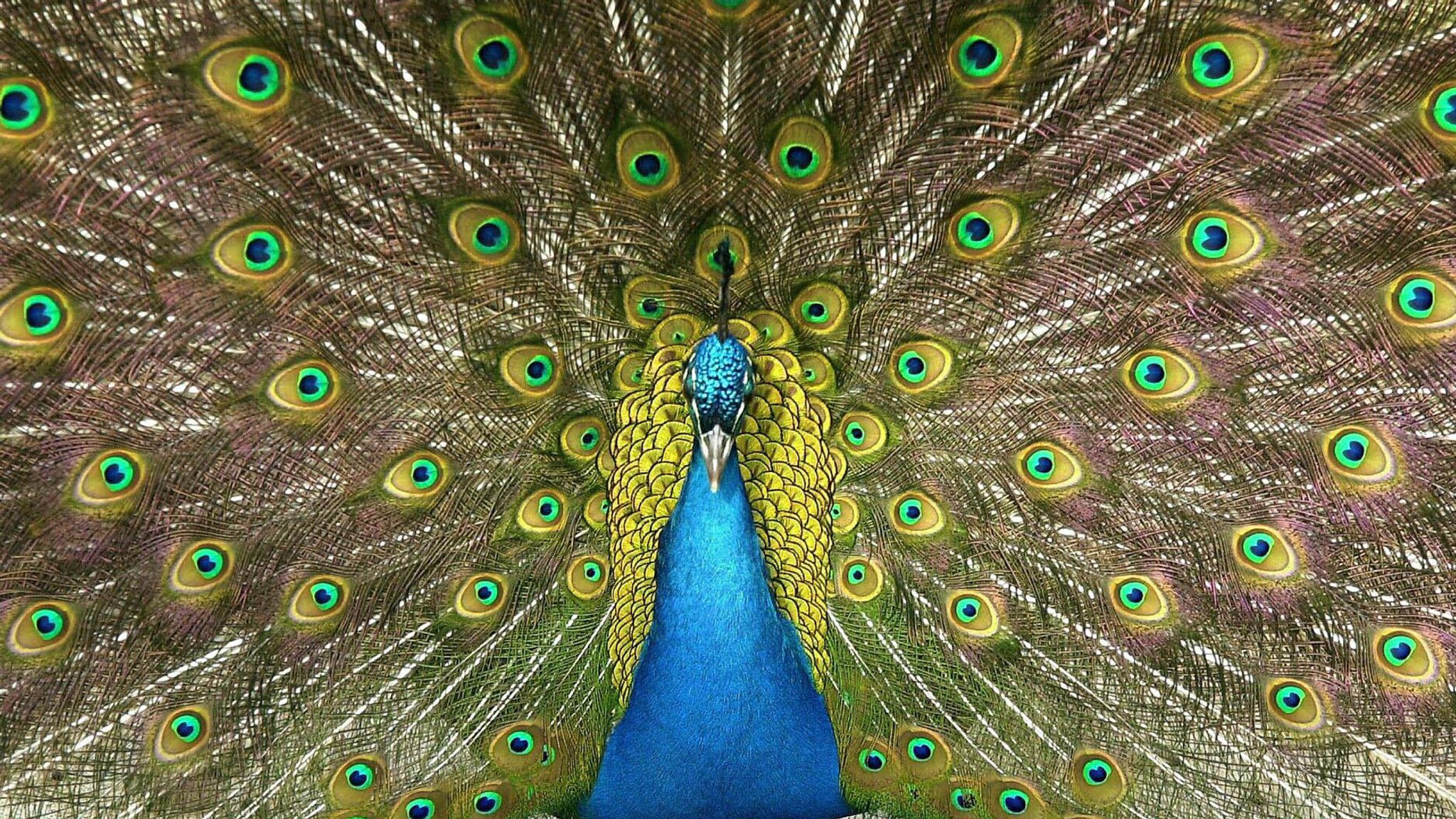 Dunfermline peacocks honoured with Freedom of the City | UK News | Sky News