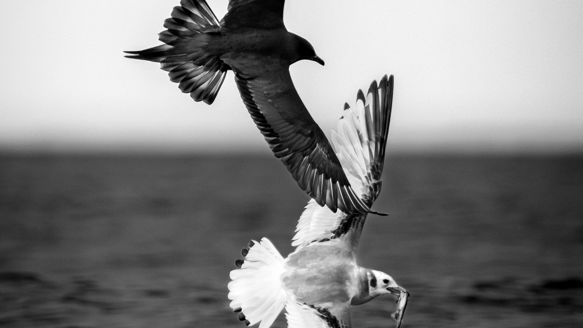 Science in pictures: Whale sharks, birds, coral and wasps win ...