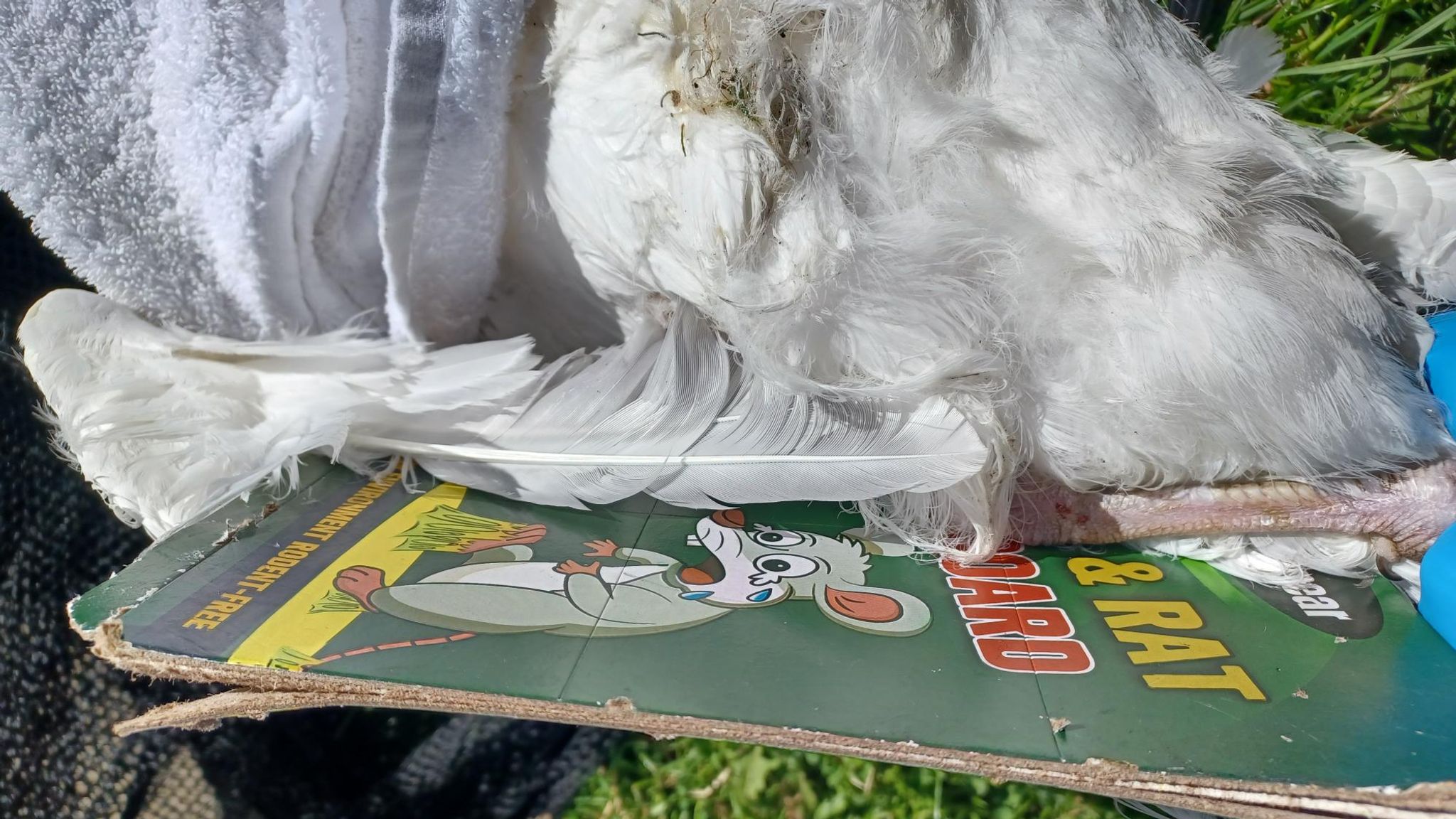 Public urged to keep an eye out for illegal snares after seagull stuck ...