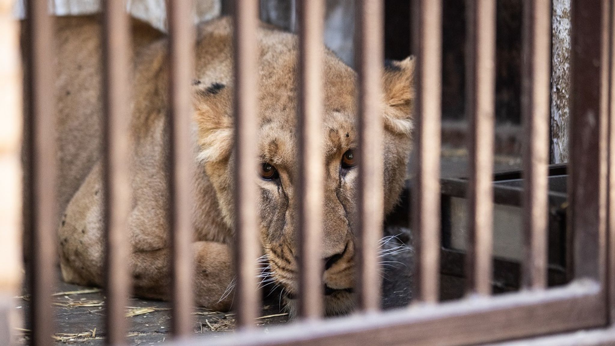 Ukrainian lion with 'shellshock' being rescued for new life in UK ...