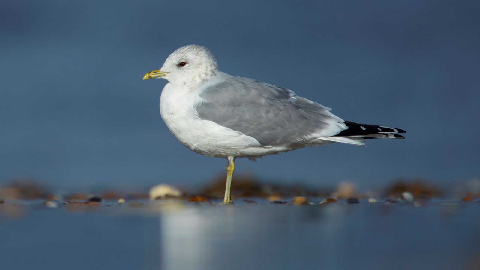 Five more species - including the common gull - join list of Britain's ...