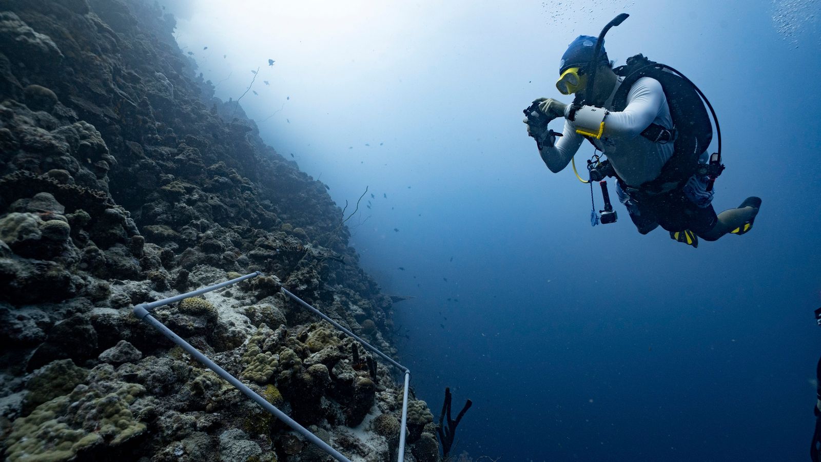 New 'grumpy' fish species discovered in the Red Sea | Offbeat News ...