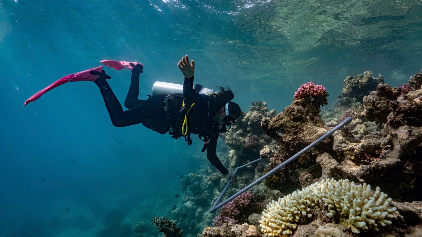 New 'grumpy' fish species discovered in the Red Sea | Offbeat News ...