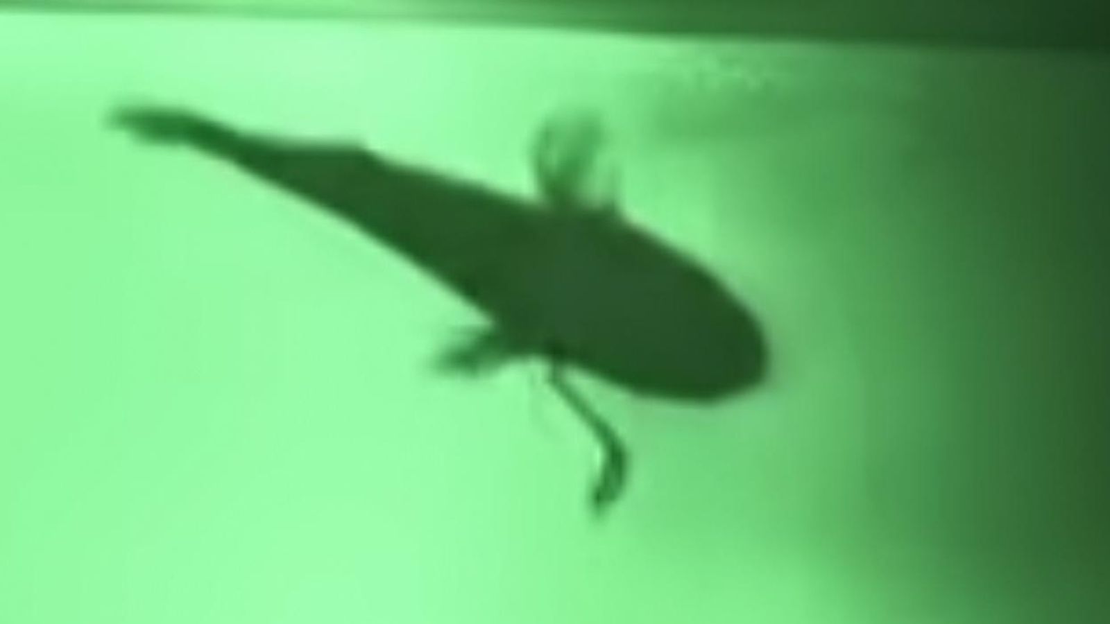 Japan: Eel swallowed by a fish wriggles free through predator's gills ...