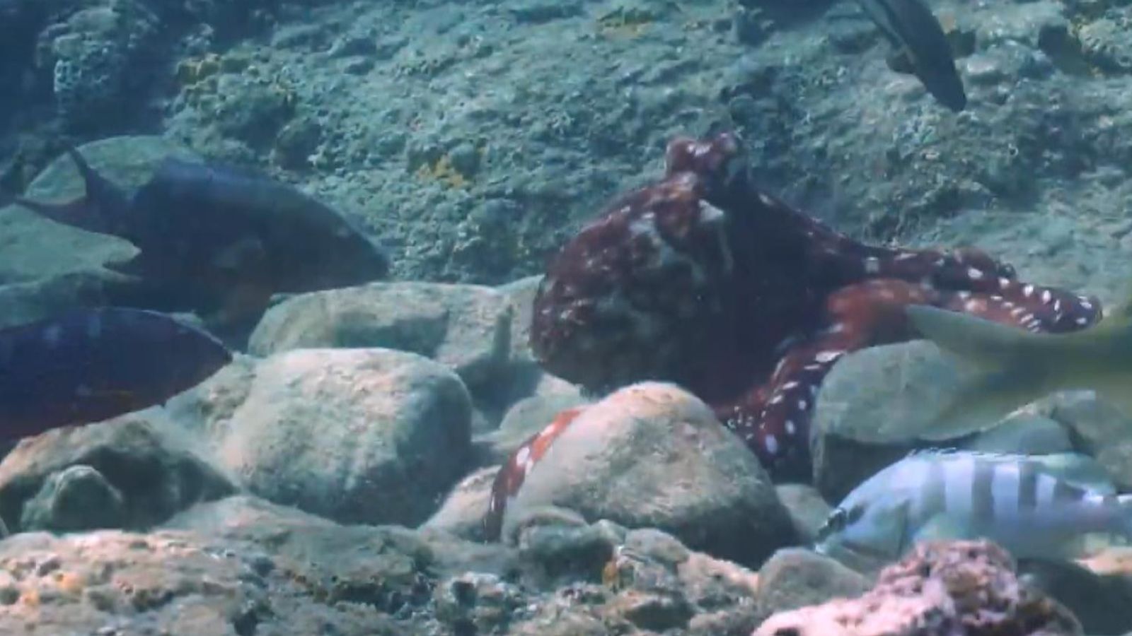 Video shows octopuses 'punching' fish as new study explains why ...