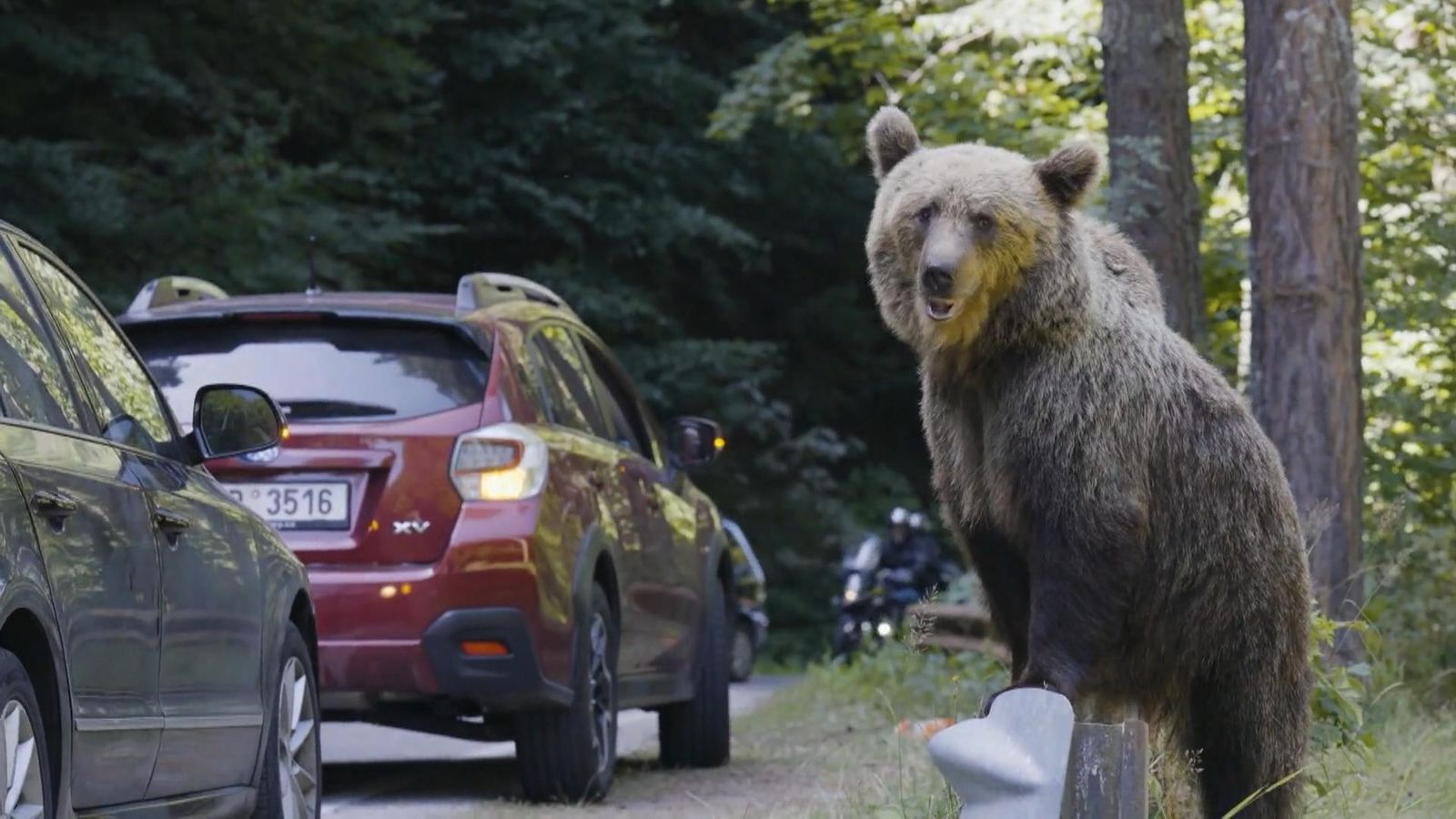 Tourists ignore warnings as bears roam roadsides in Romania | World ...