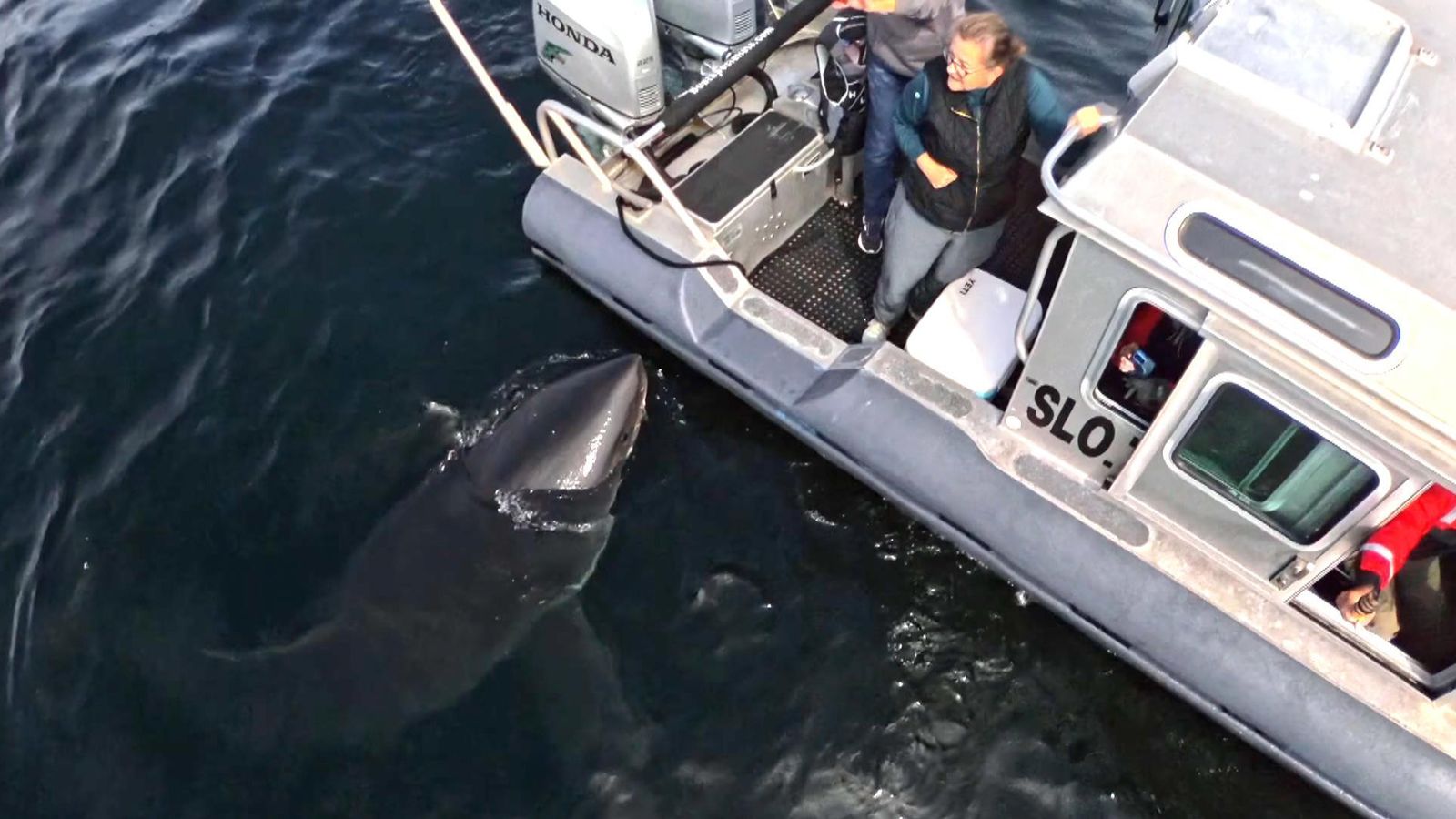 Watch: Moment great white shark bumps into whale watchers’ boat | US ...