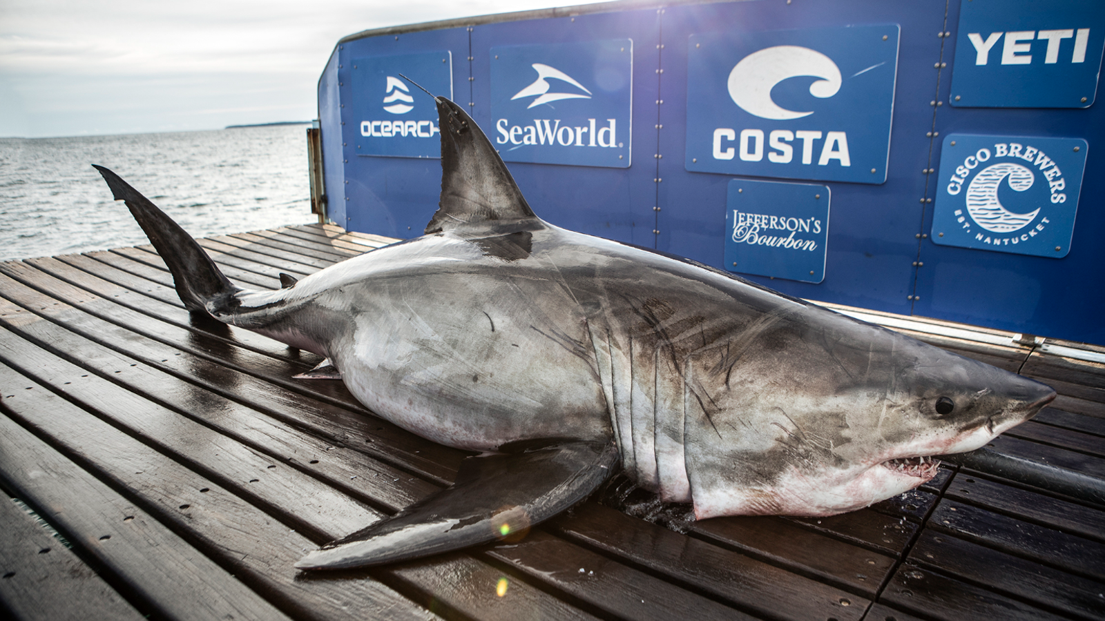 Hunt for great white sharks begins off Irish coast | World News | Sky News
