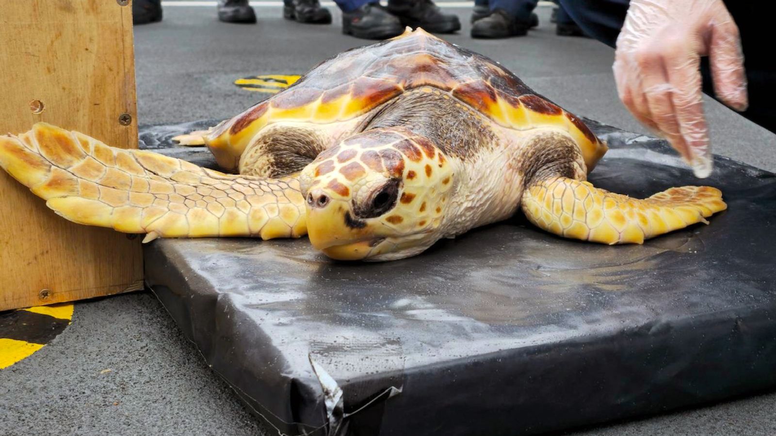 'Weak' turtles washed up on UK shores released back into the sea | UK ...