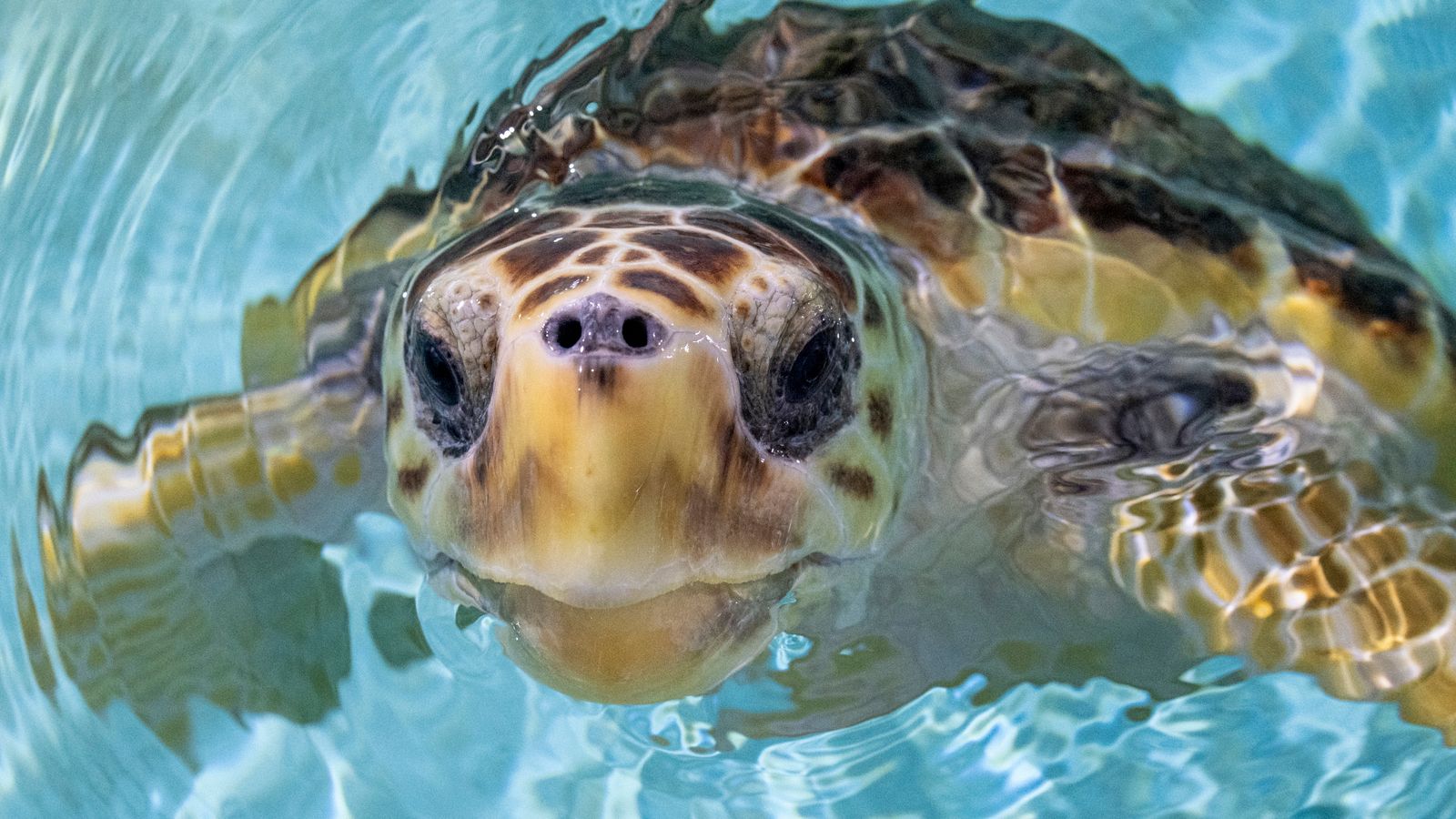 'Weak' turtles washed up on UK shores released back into the sea | UK ...