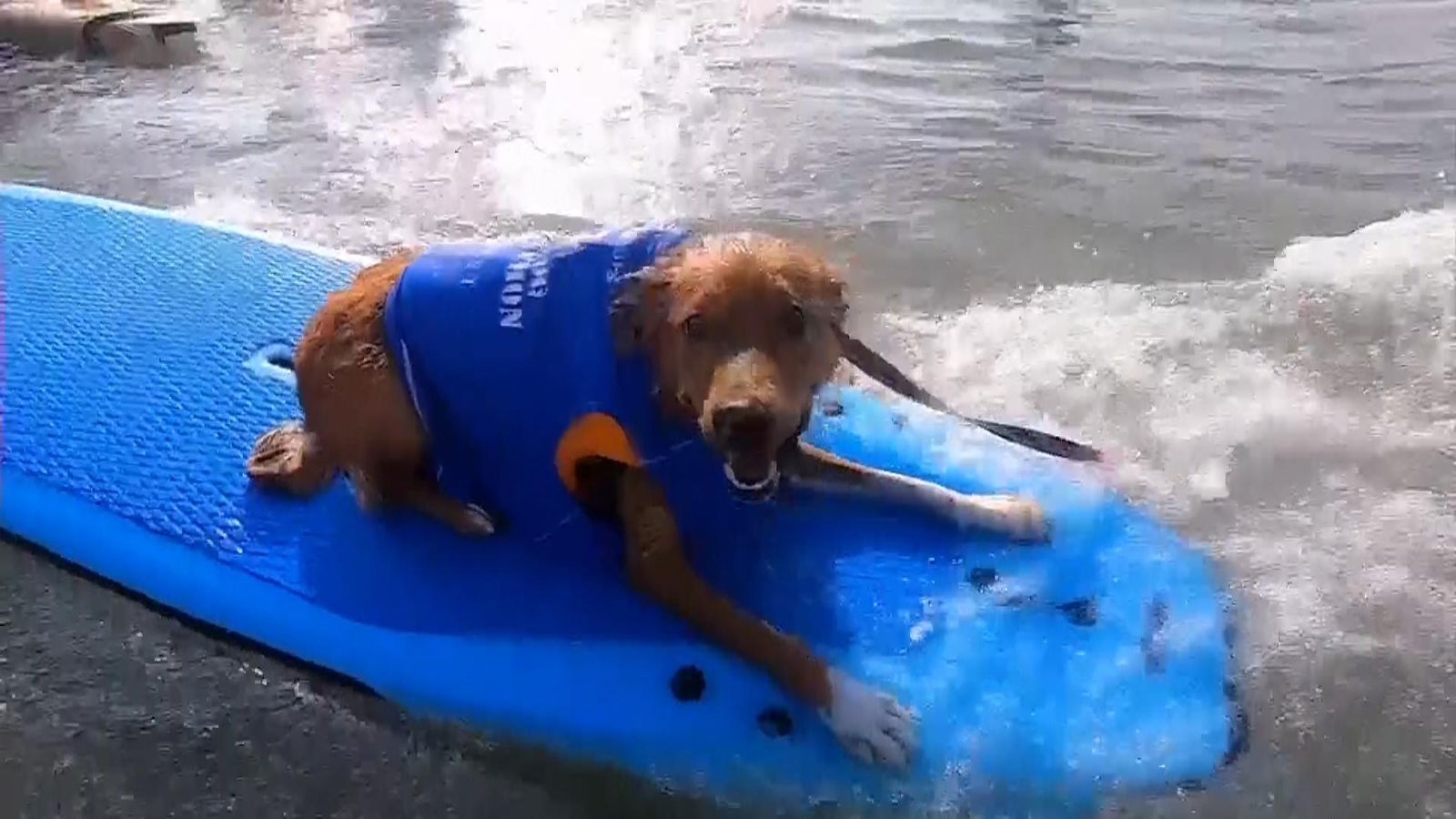 Dogs compete in annual dog surfing competition | US News | Sky News