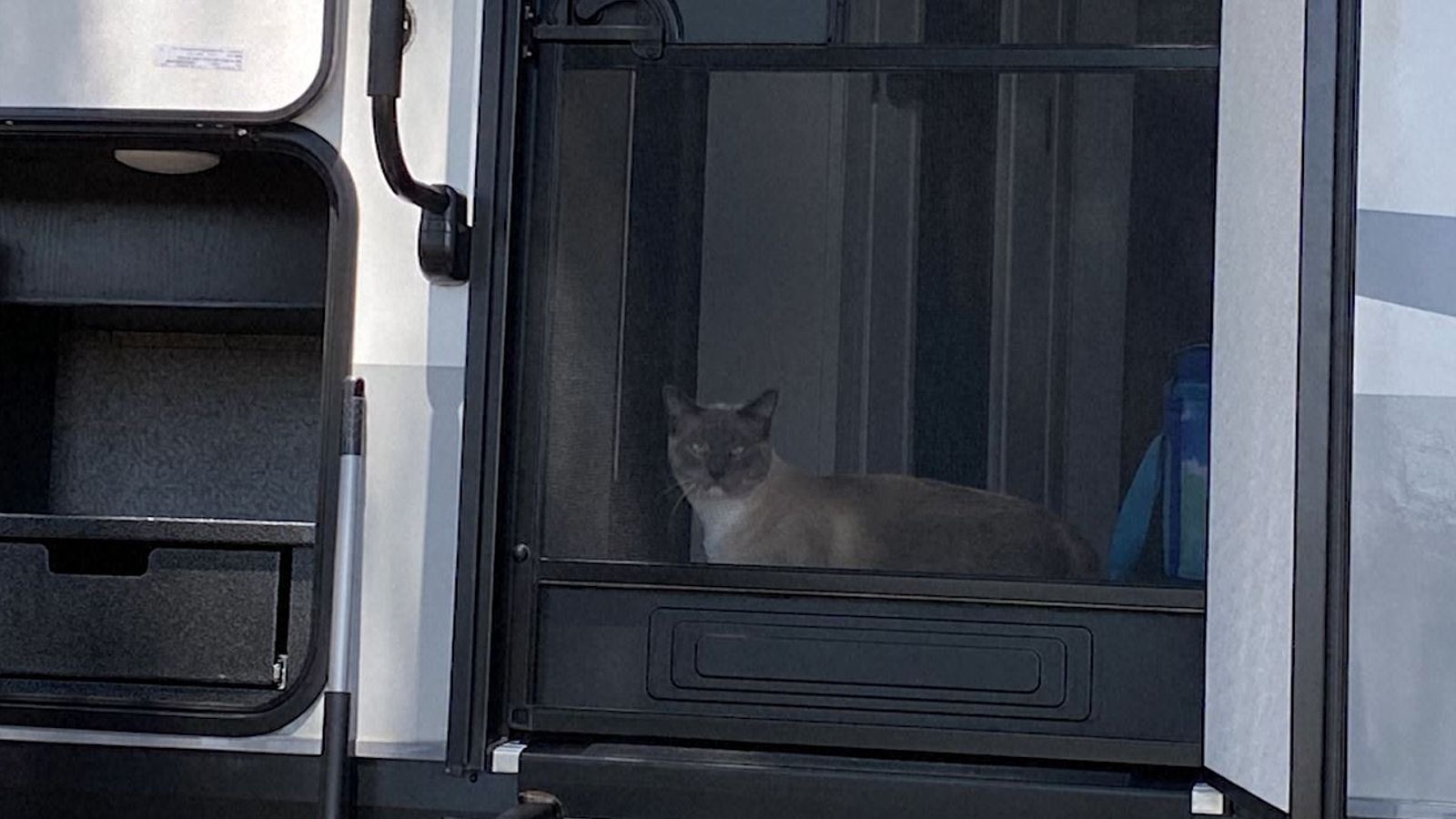 Yellowstone cat: Lost pet travels 900 miles to California after ...