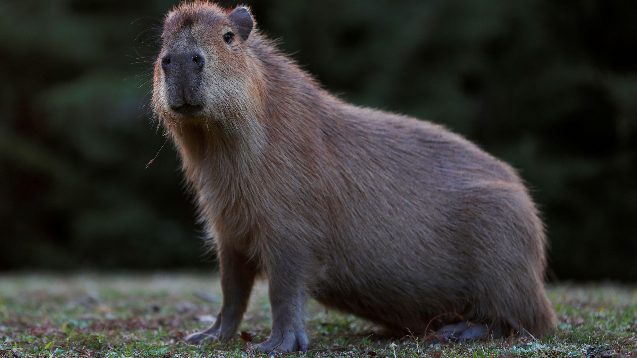 Escaped capybara: Hoo Zoo calls on public for help locating missing ...