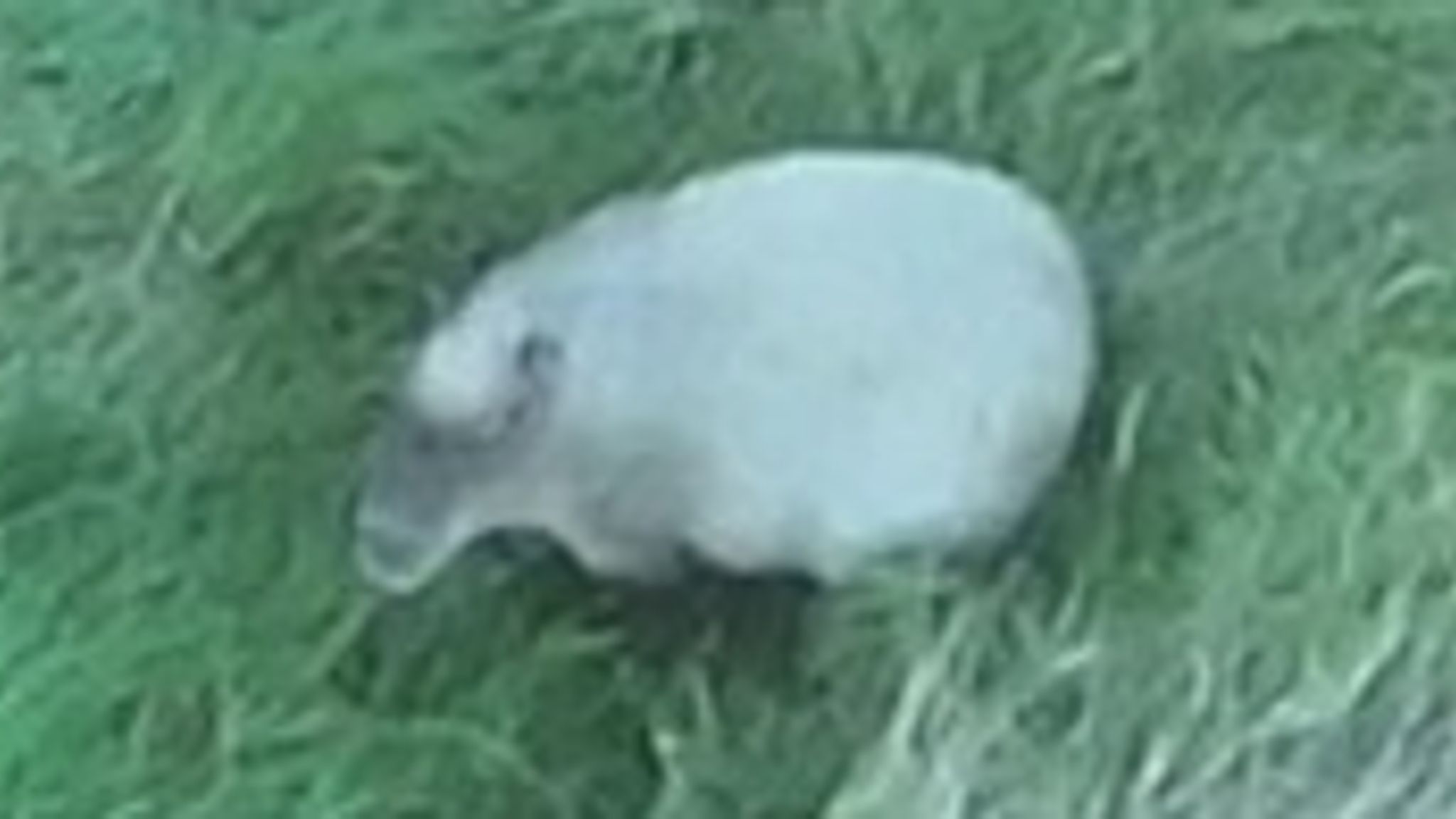 Capybara Escape Quotes