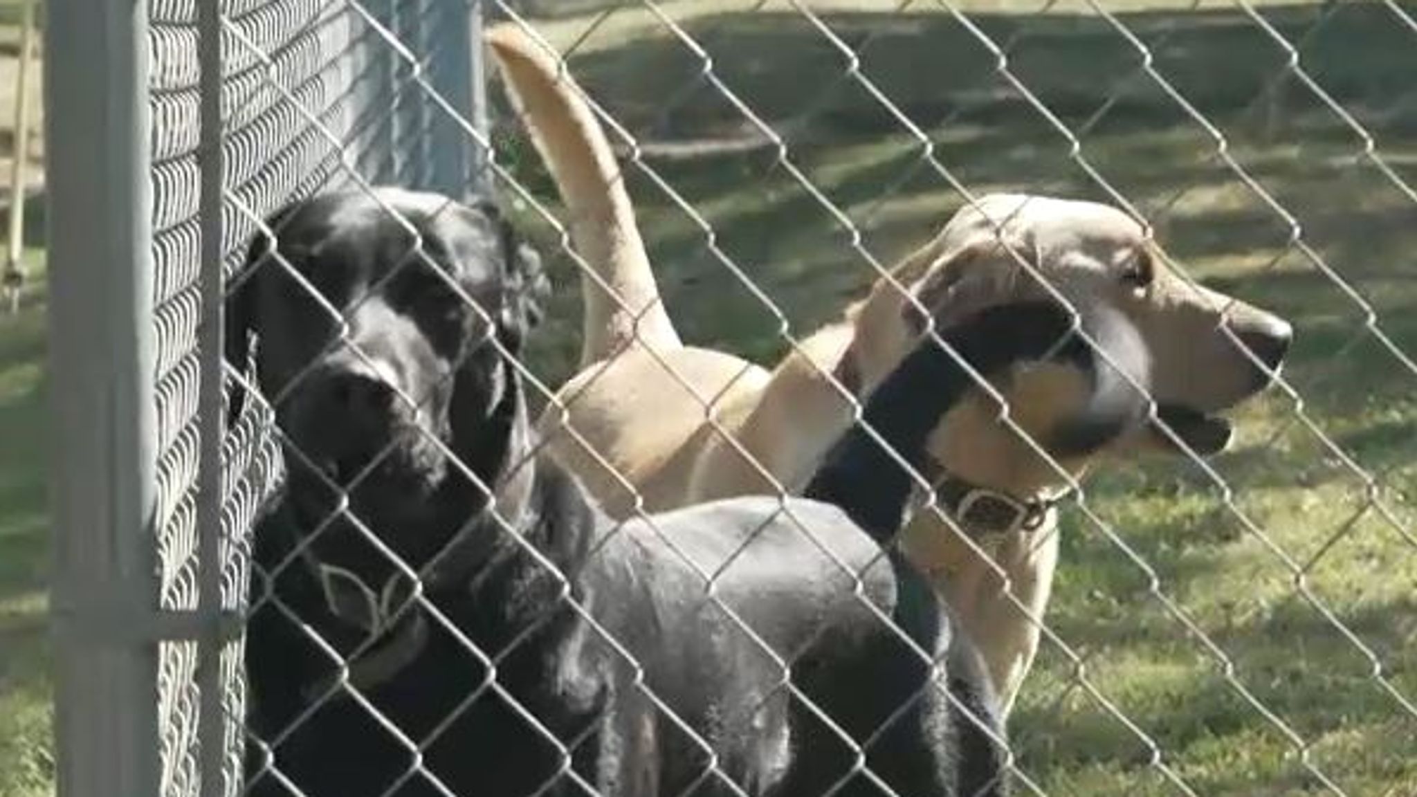 Trump's cats and dogs conspiracy is fantasy world stuff with real world ...