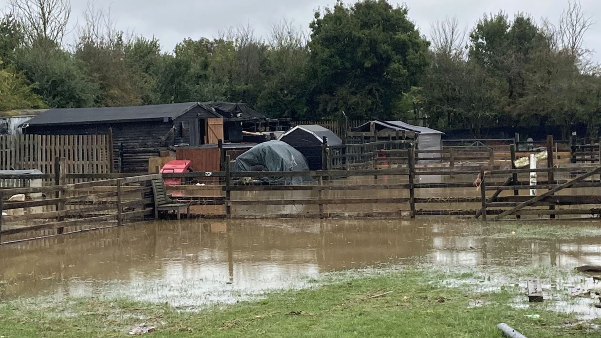 Weather latest: Miniature ponies swim out of flood as farm inundated ...