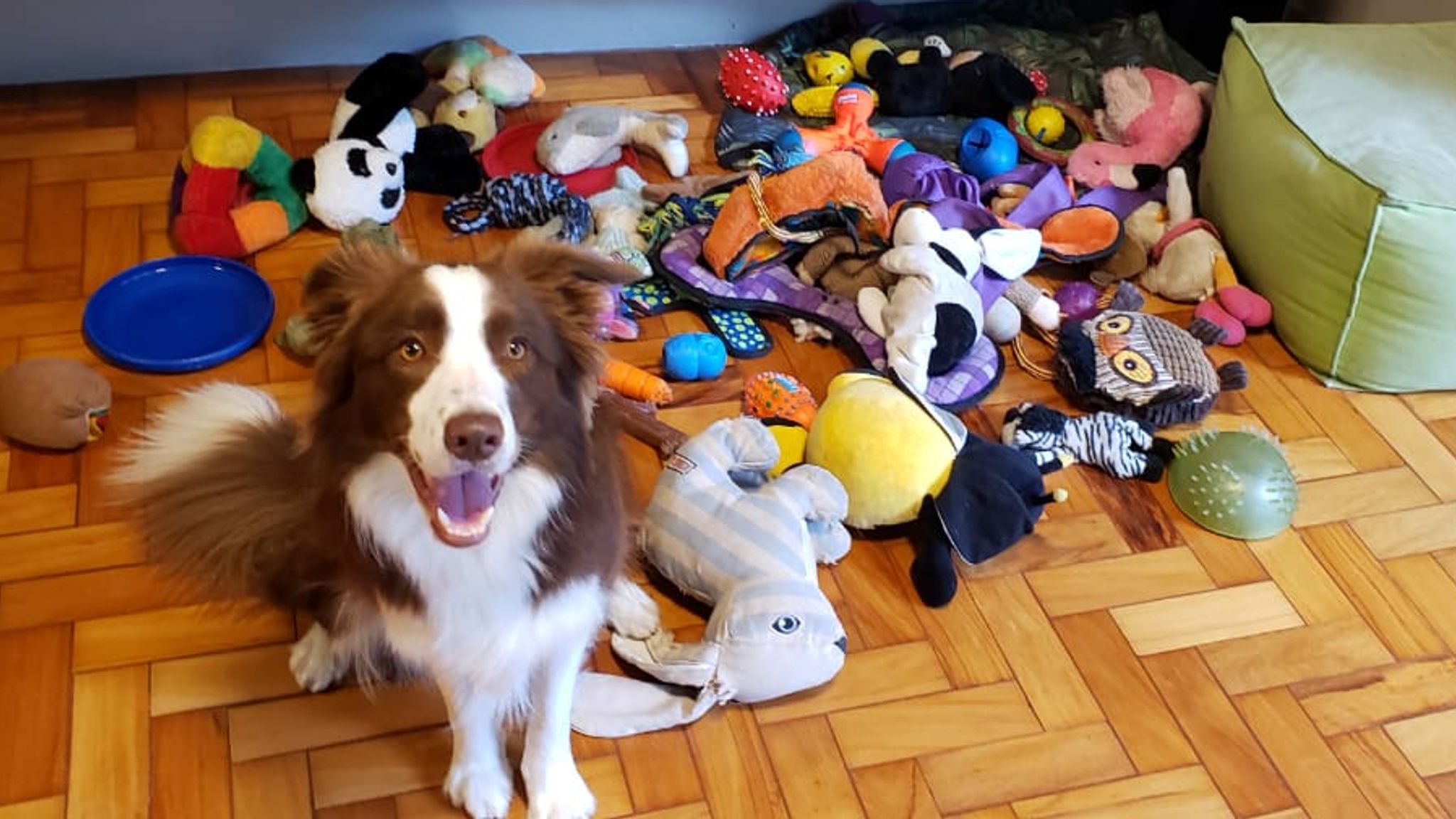 Talented dogs can remember names of toys for at least two years, study ...
