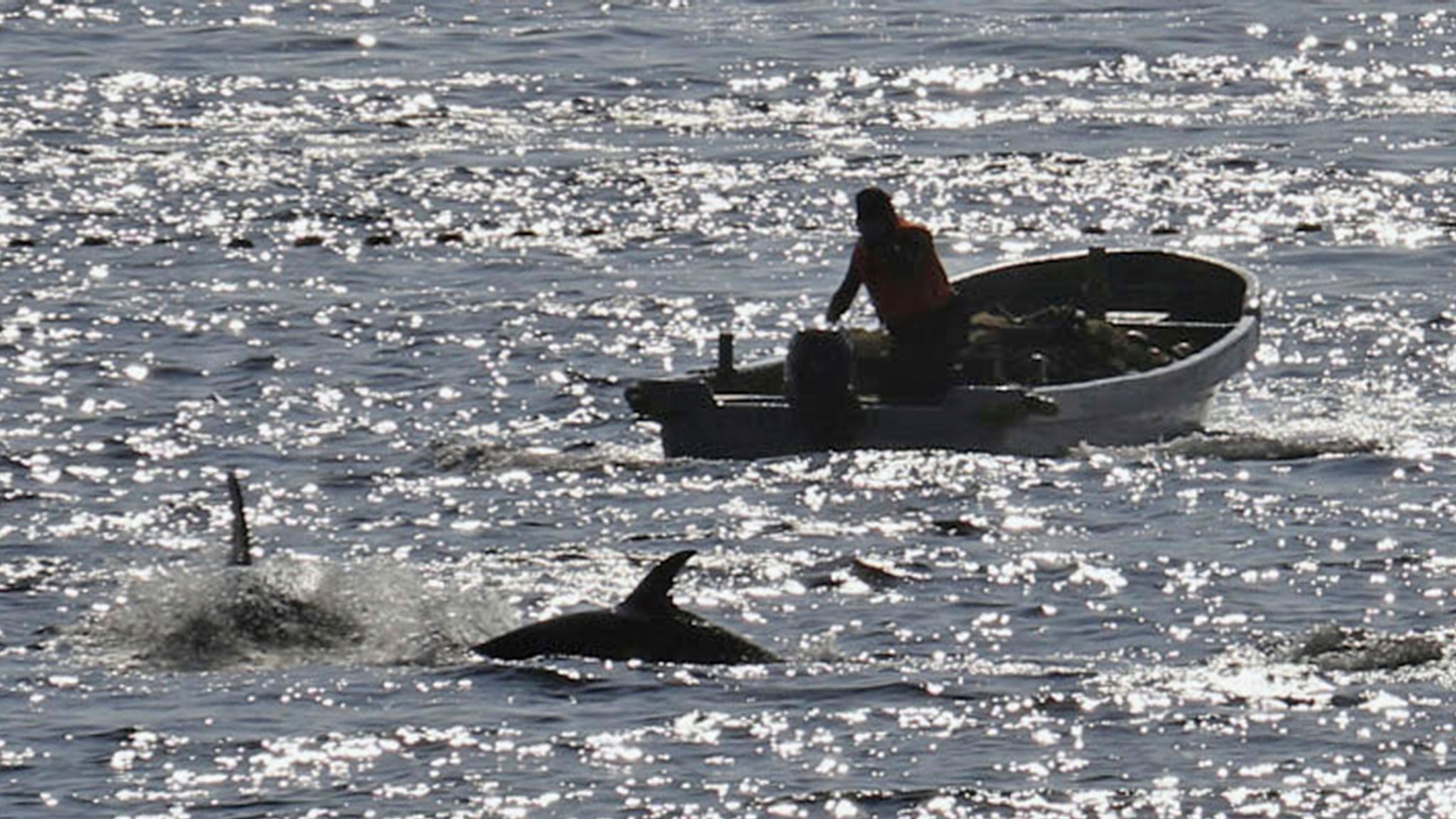 Japan: Controversial dolphin hunting season under way despite ...
