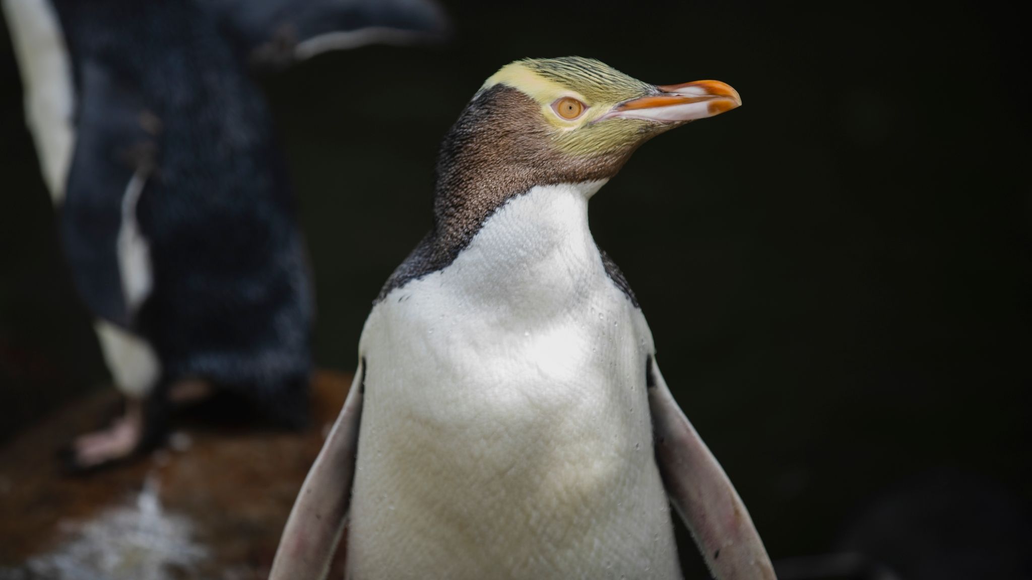 Shy penguin species wins New Zealand's Bird Of The Year after contest ...