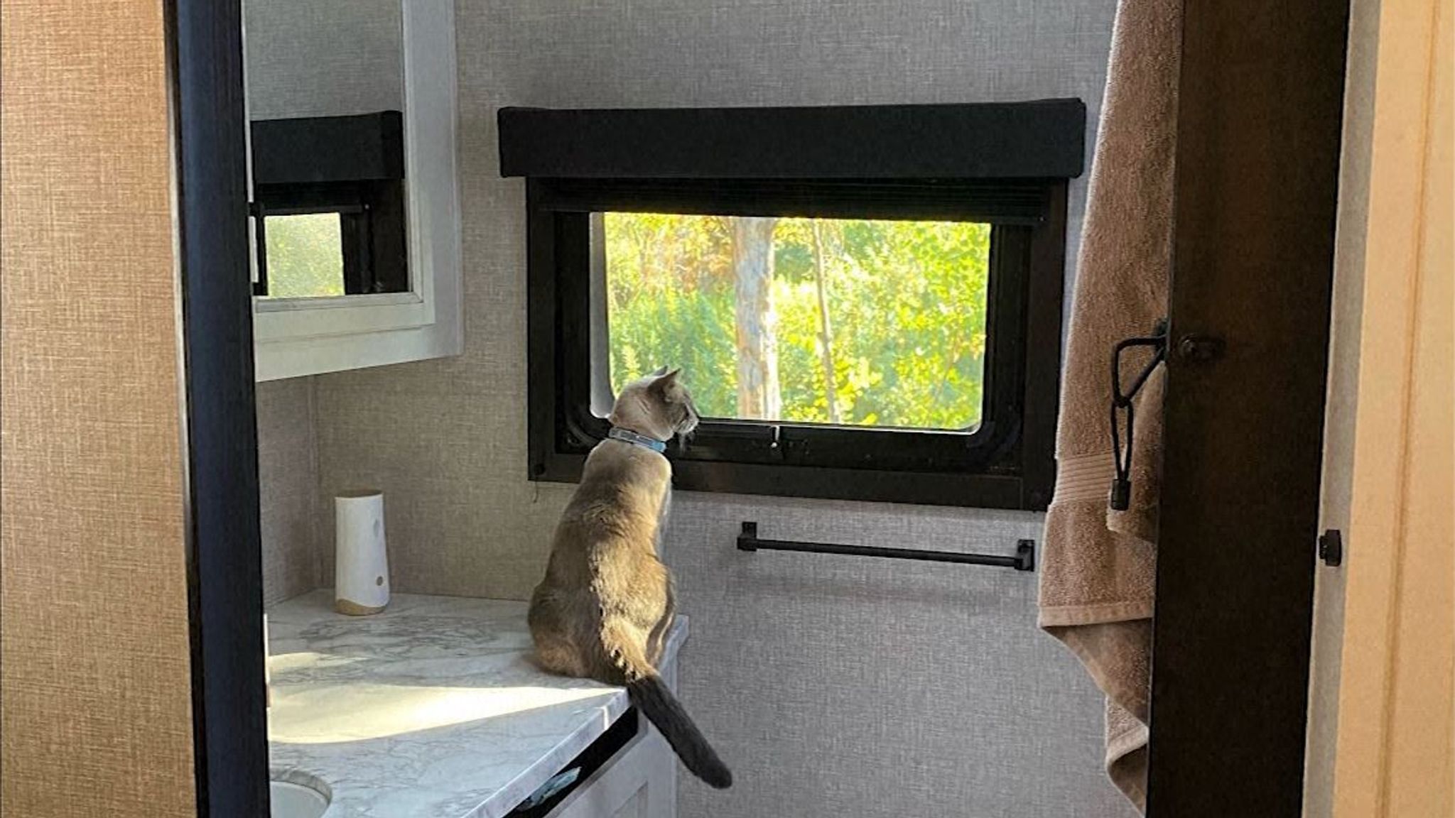 Yellowstone cat: Lost pet travels 900 miles to California after ...