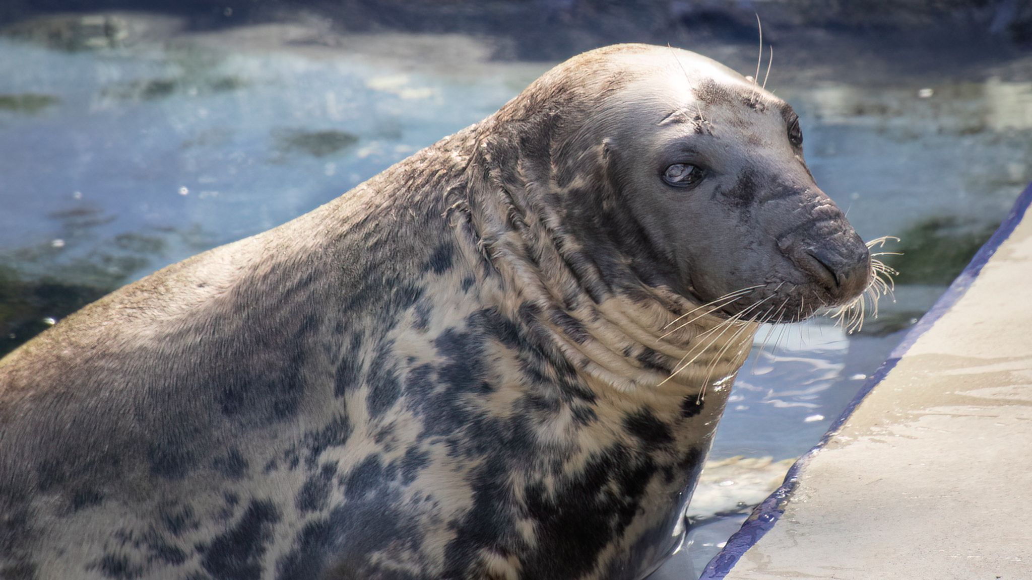 'Stubborn' seal who doesn't like to work for her food celebrates ...