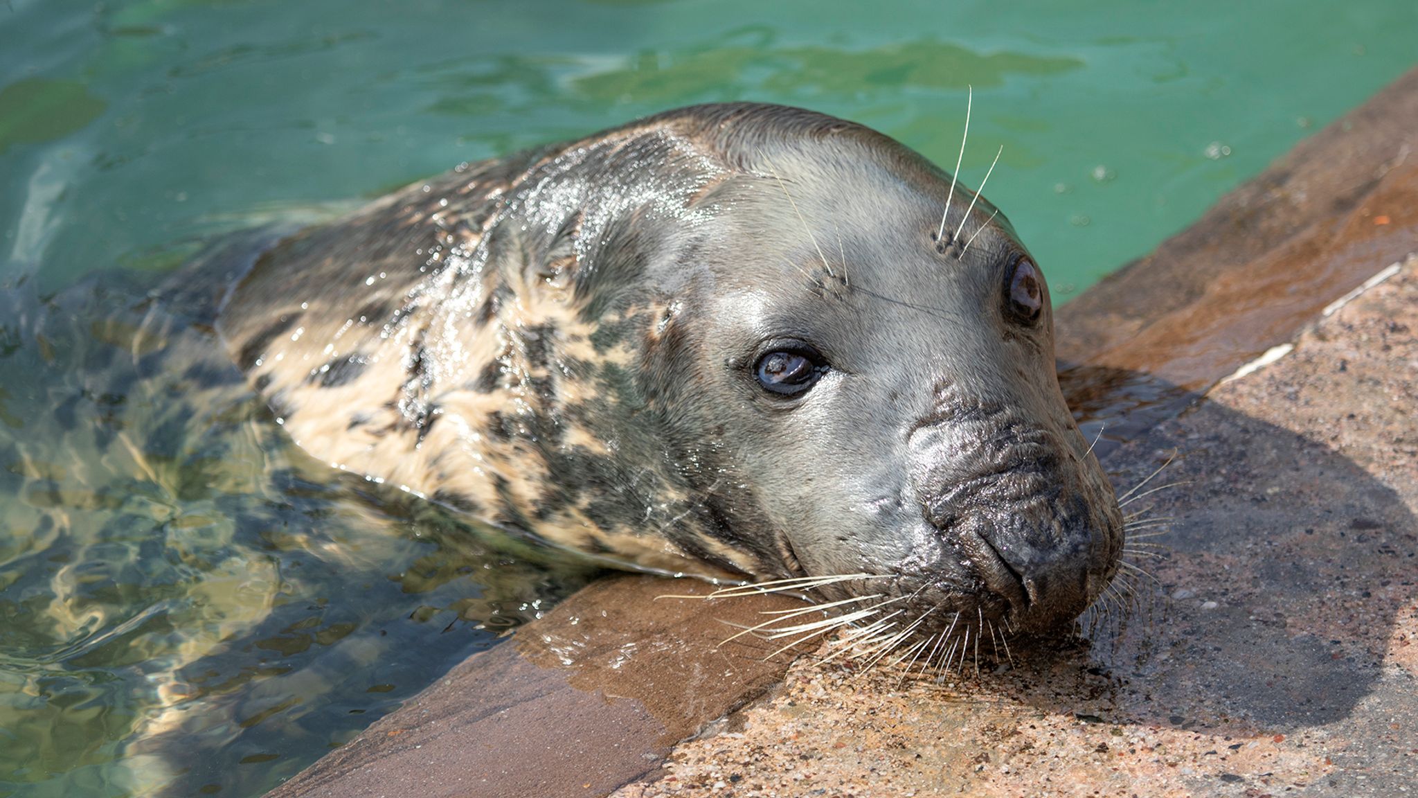 'Stubborn' seal who doesn't like to work for her food celebrates ...
