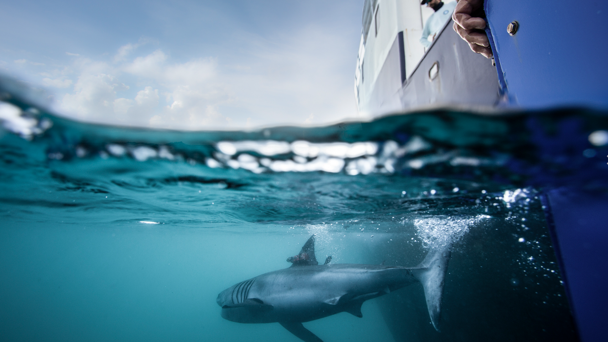 Hunt for great white sharks begins off Irish coast | World News | Sky News