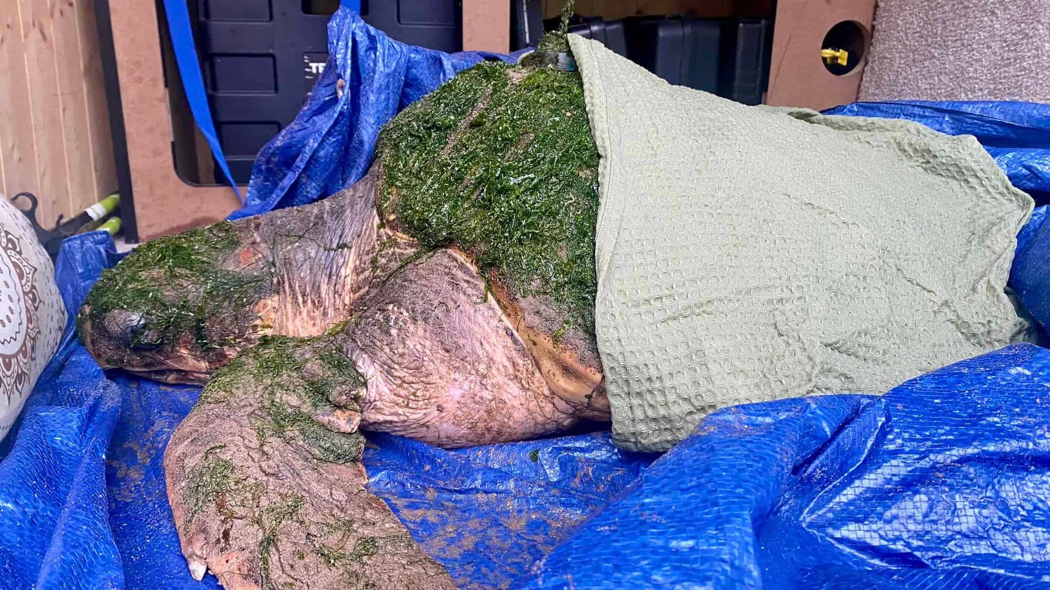 'Weak' turtles washed up on UK shores released back into the sea | UK ...